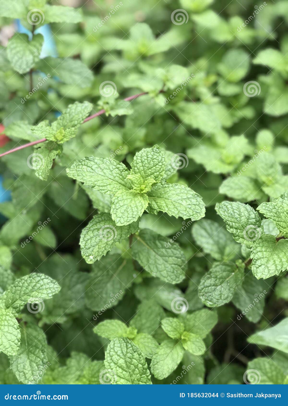 Papermint stock photo. Image of papermint, bonusphotos - 185632044