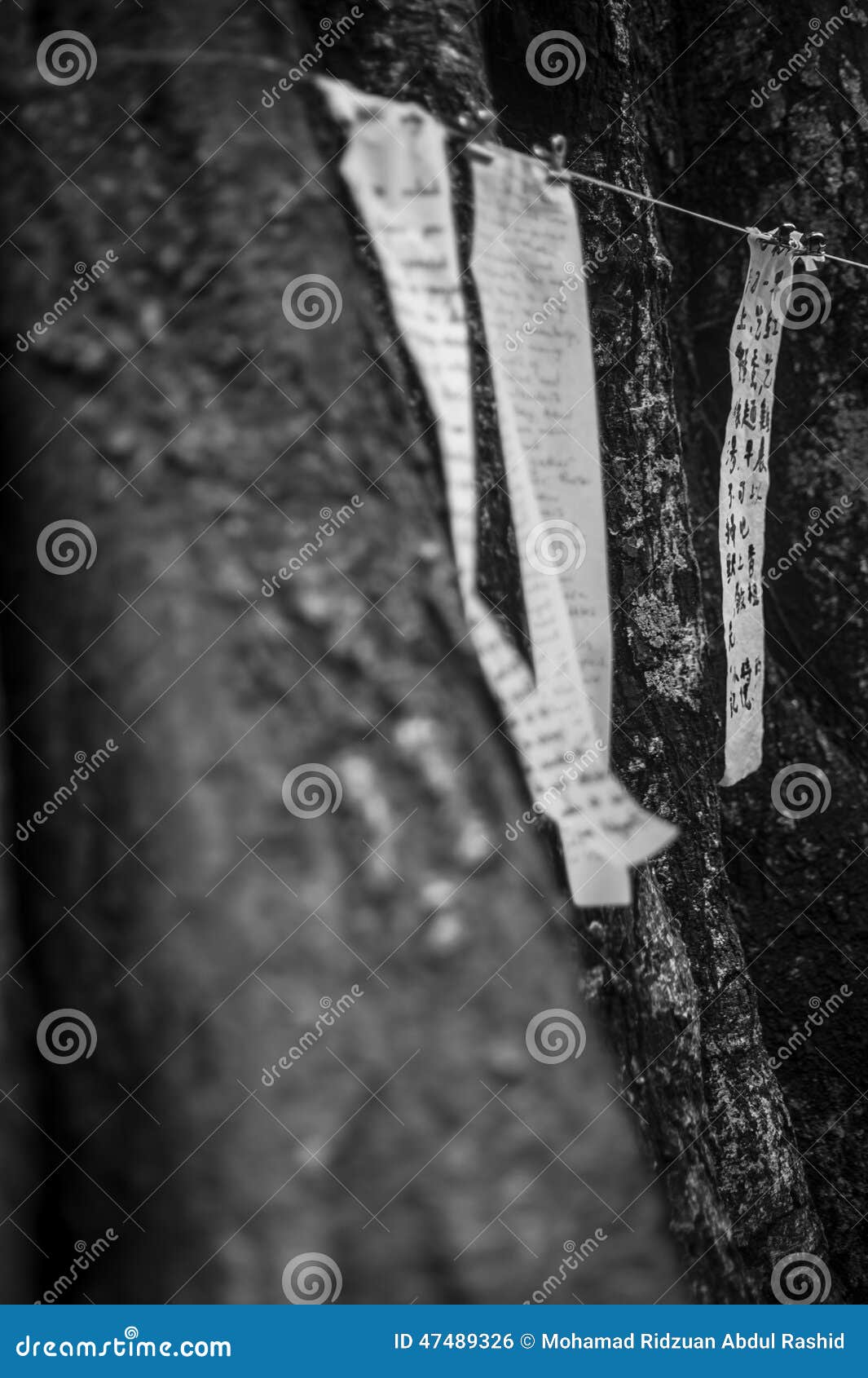 Papers on Tree stock photo. Image of texture, writen - 47489326