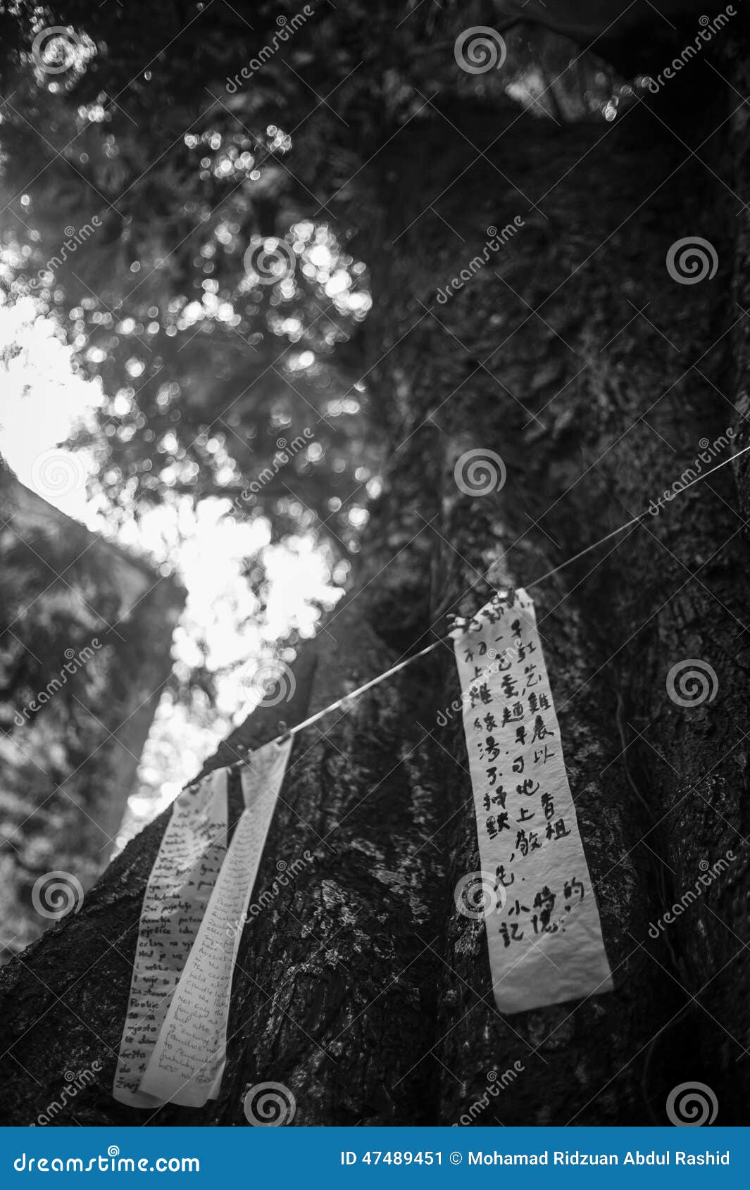 Papers on Tree stock image. Image of black, monochrome - 47489451