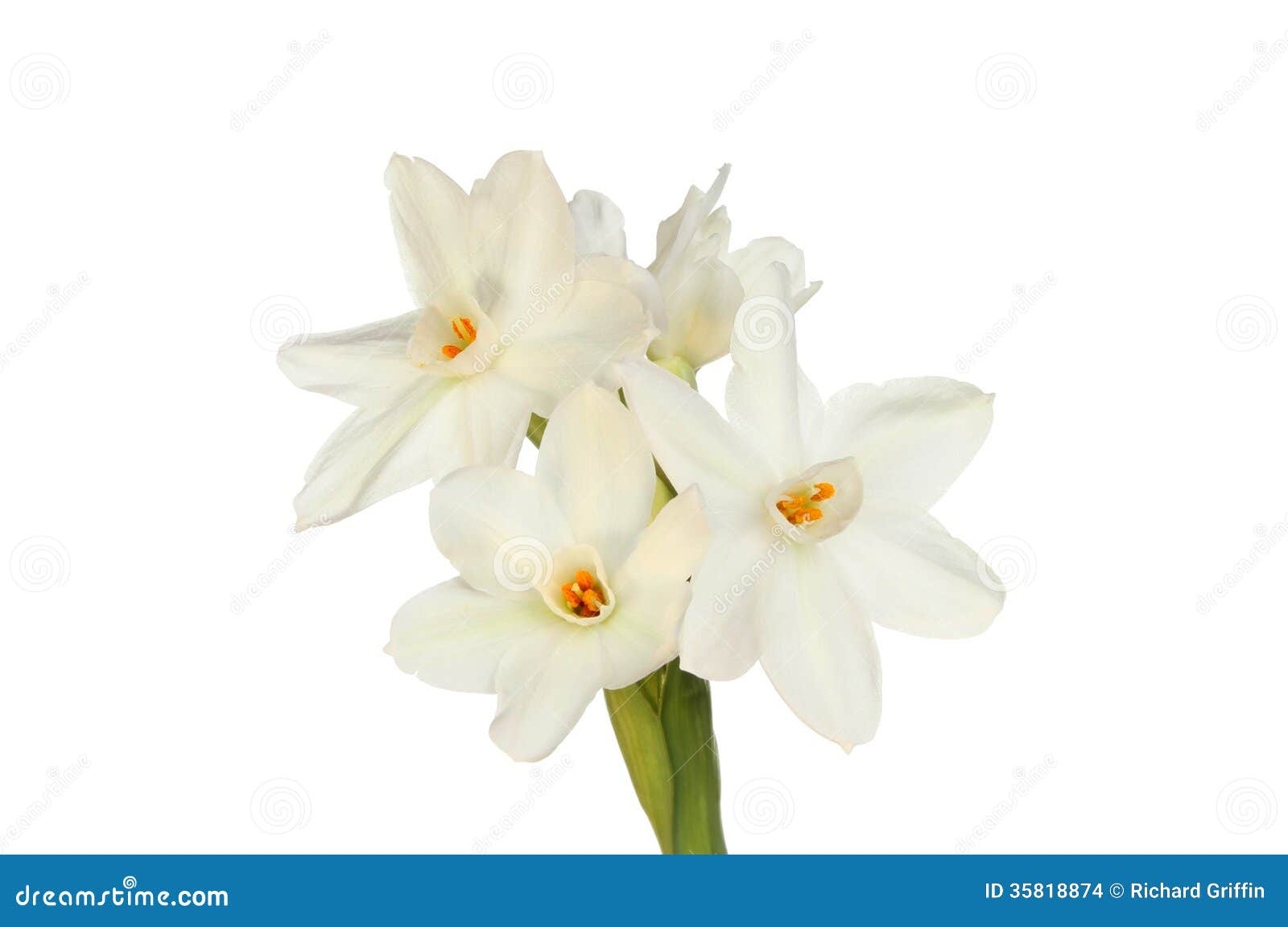 Paperwhite daffodils stock photo. Image of daffodil, blossom - 35818874