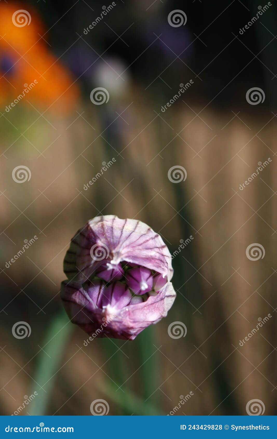 Onion Blossom Opens To the Sun Stock Photo - Image of pink, growing ...