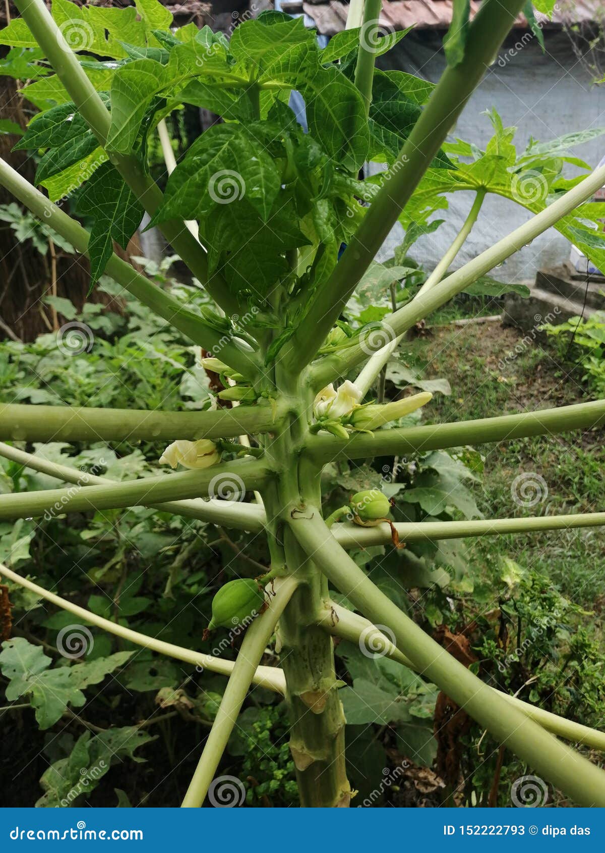 Papeya Stock Photos - Free & Royalty-Free Stock Photos from Dreamstime