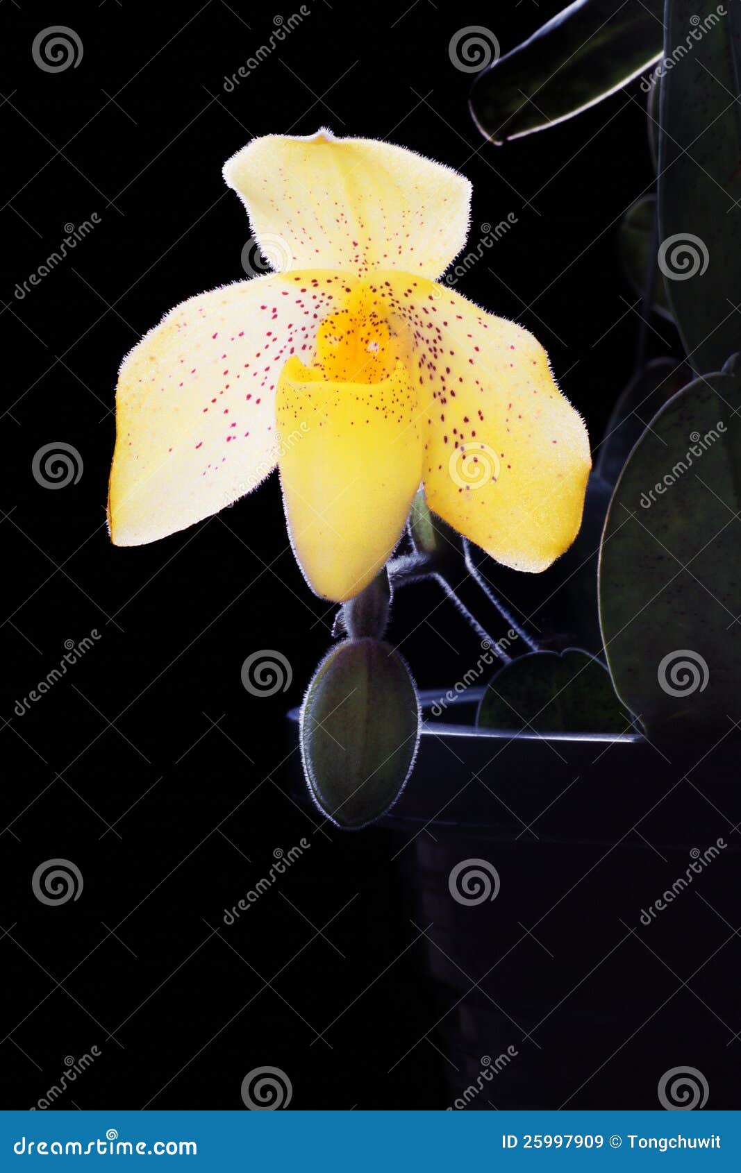 Paph Maudiae lady sl stock image. Image of close, lady - 25997909