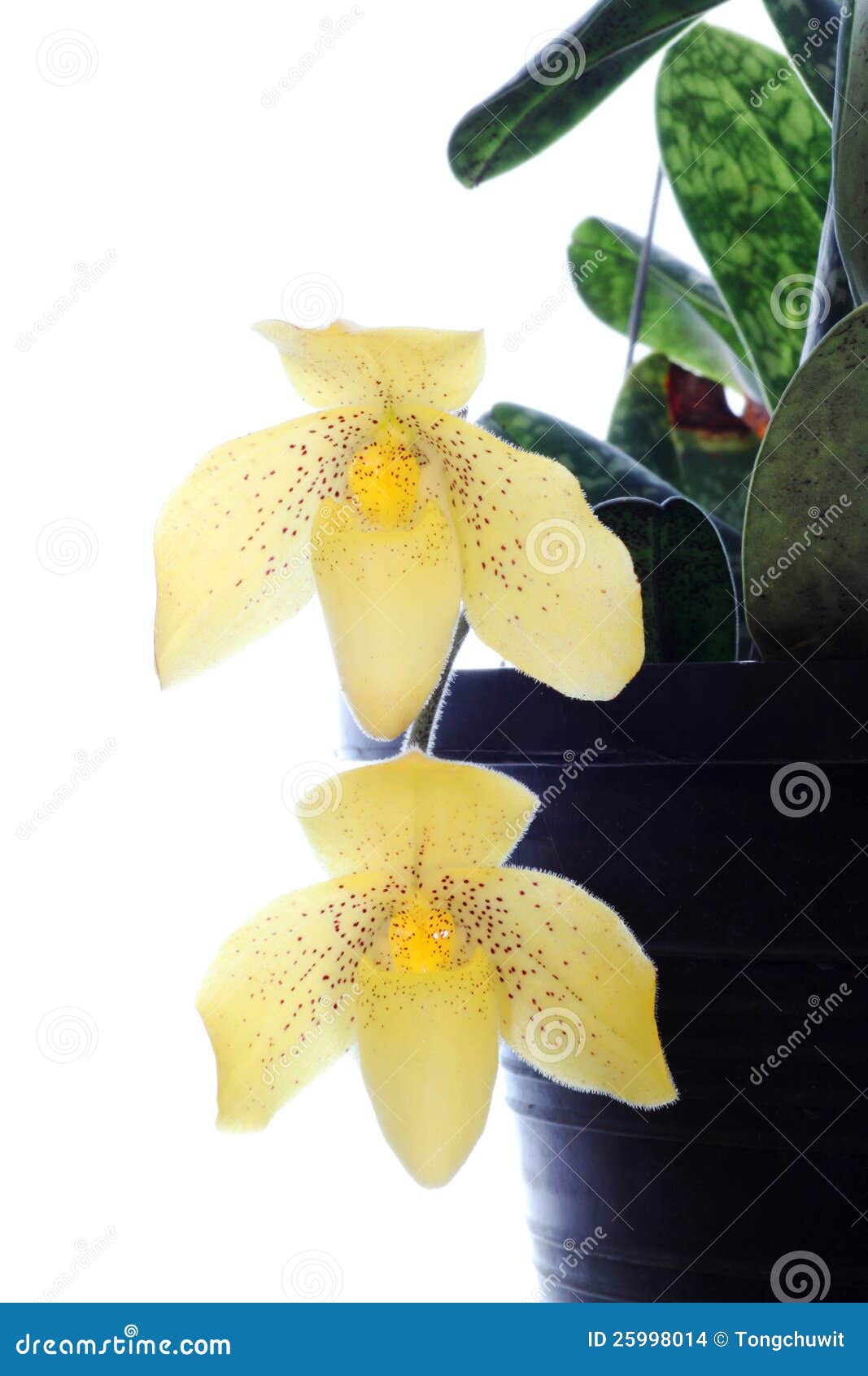 Paph Maudiae Lady Slipper Orchid Stock Photo - Image of bloom, close ...