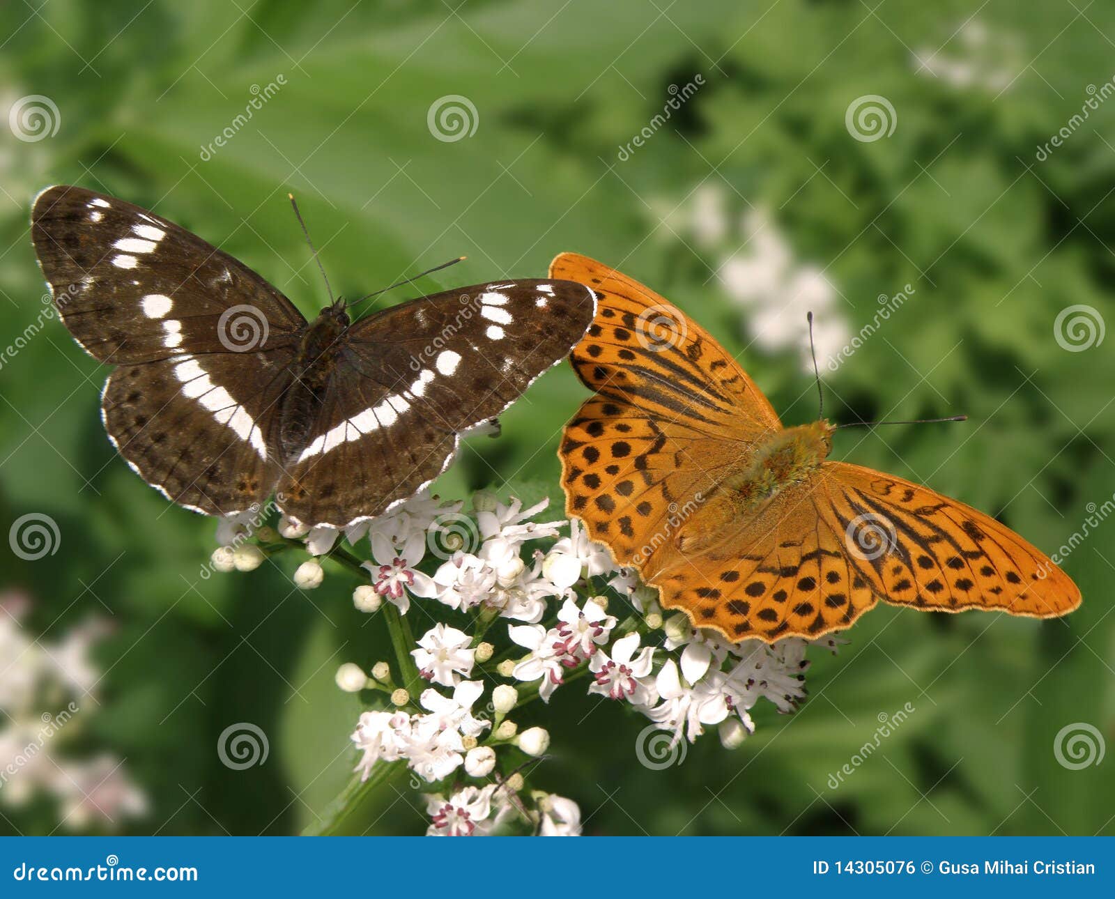 Paphia Camilla & Argynnis Van Limenitis Stock Foto - Image of ...