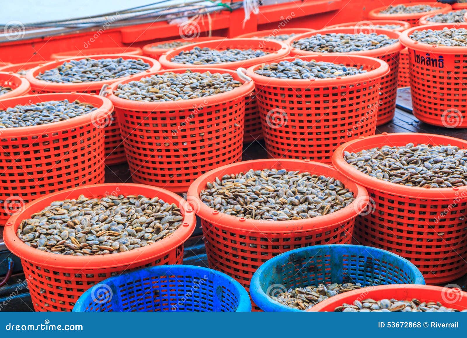 Paphia undulata 库存照片. 图片 包括有 材料, 收缩, 地毯, 可口, 食物, 水手, 生活 - 53672868