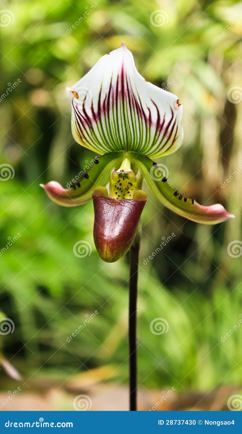 Paphiopedilum Appletonianum Gower Rolfe Stock Photo - Image of natural ...