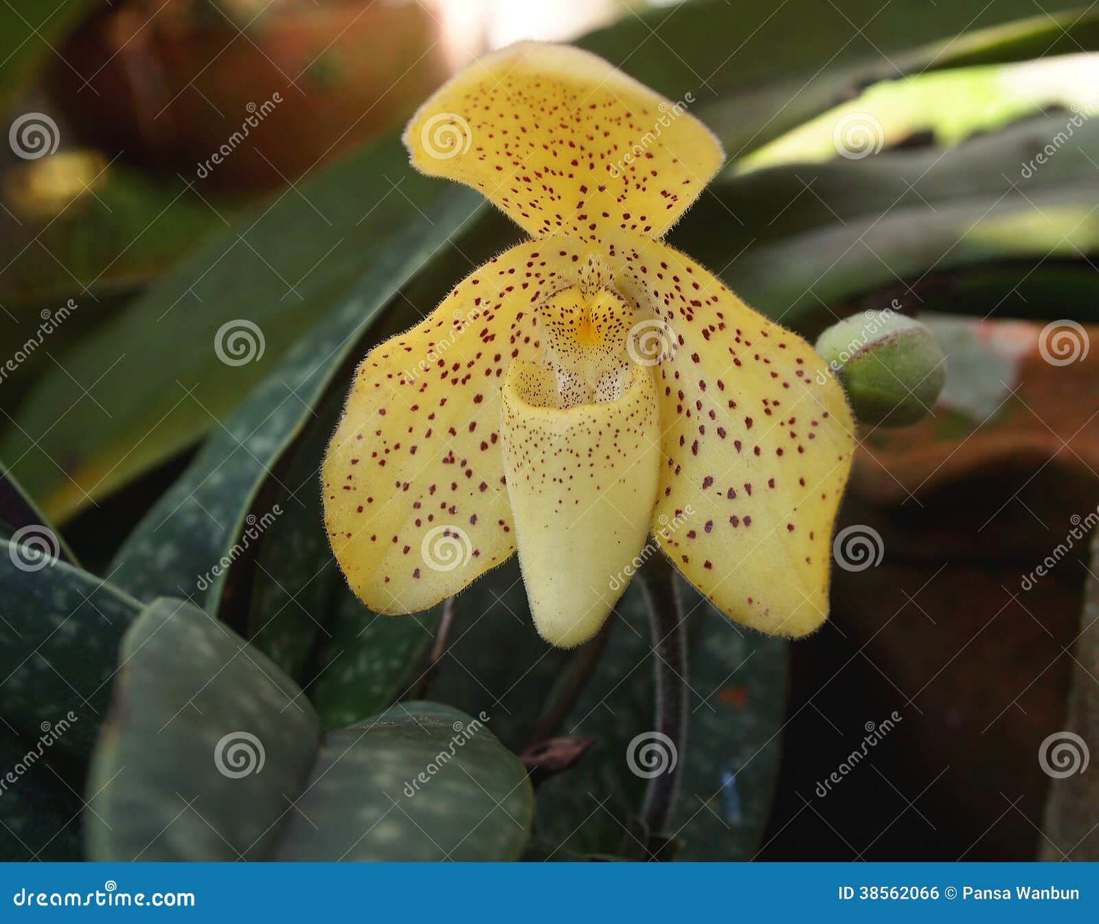 Paphiopedilum concolor stock photo. Image of yellow, green - 38562066