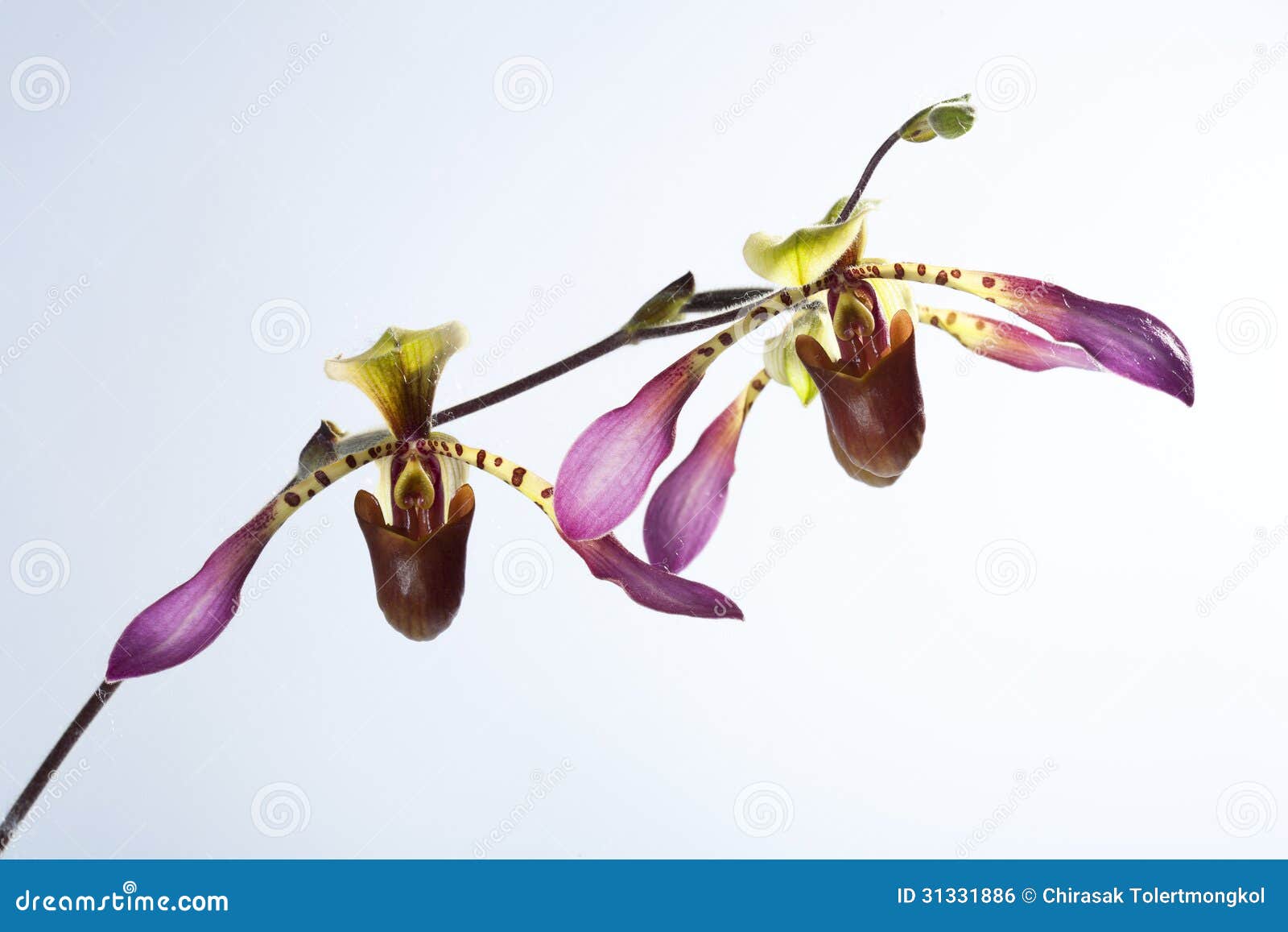 Paphiopedilum lowii stock photo. Image of healthful, beautiful - 31331886
