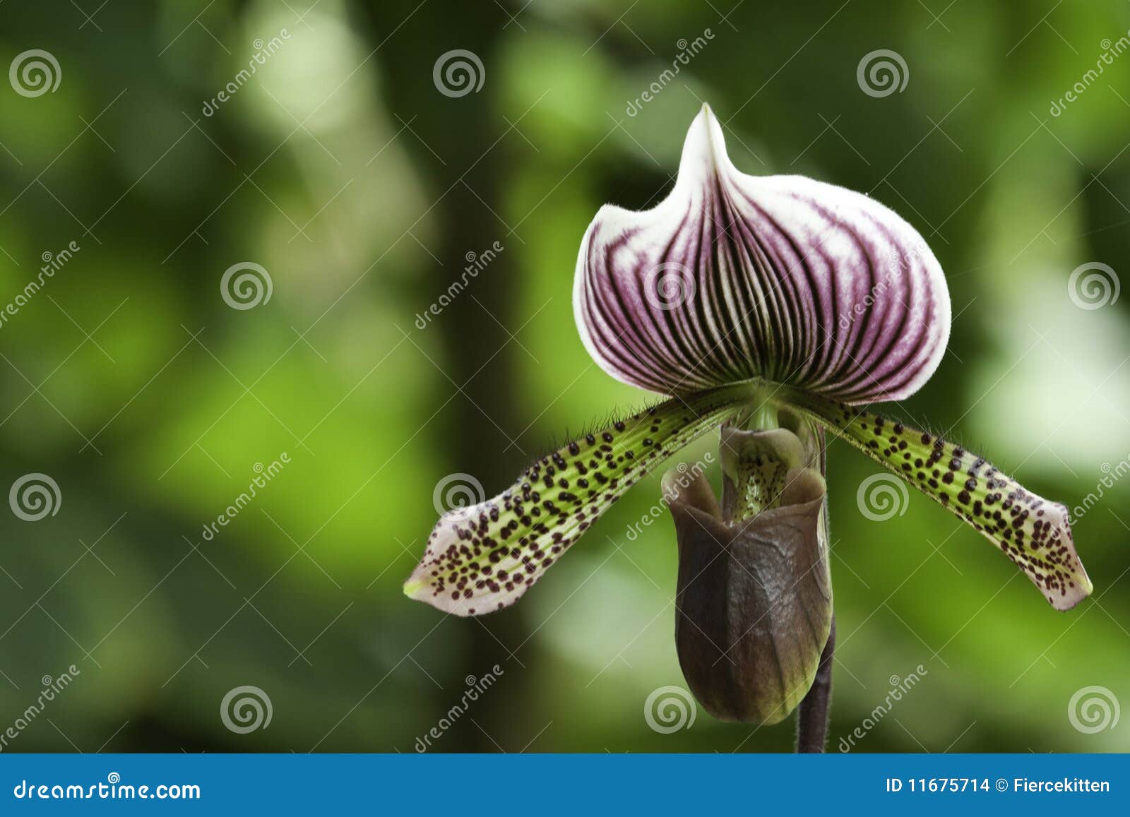 Paphiopedilum Maudiae Hybrid Stock Photo - Image of decorative, detail ...