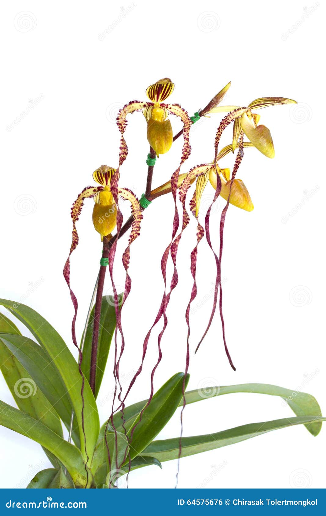 Paphiopedilum Michael Koopowitz Foto de archivo - Imagen de hoja ...