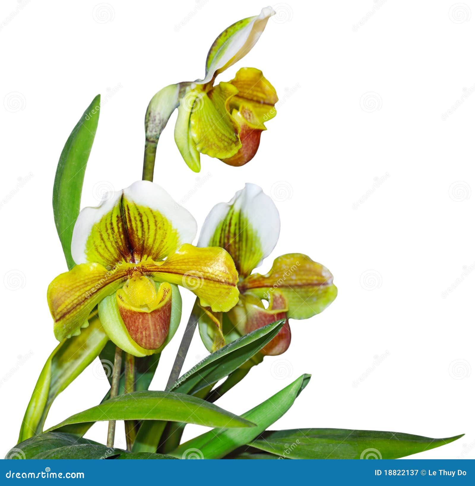 Old Orchid Plant With Naturaly Yellow Dry Leaf And Open Old Root ...