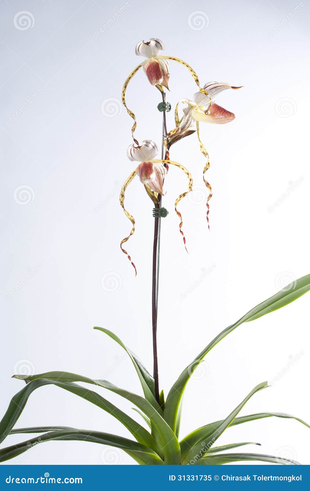 Paphiopedilum stonei. stock image. Image of healthful - 31331735