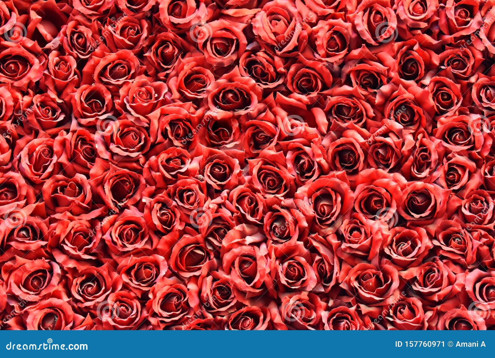 Papier Peint De Plusieurs Roses Rouges Image stock - Image du centrales ...