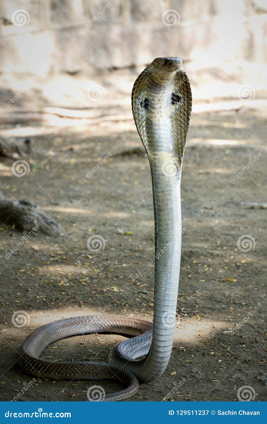 Papier Peint De Serpent De Venin De Cobra Indien Image stock - Image du ...
