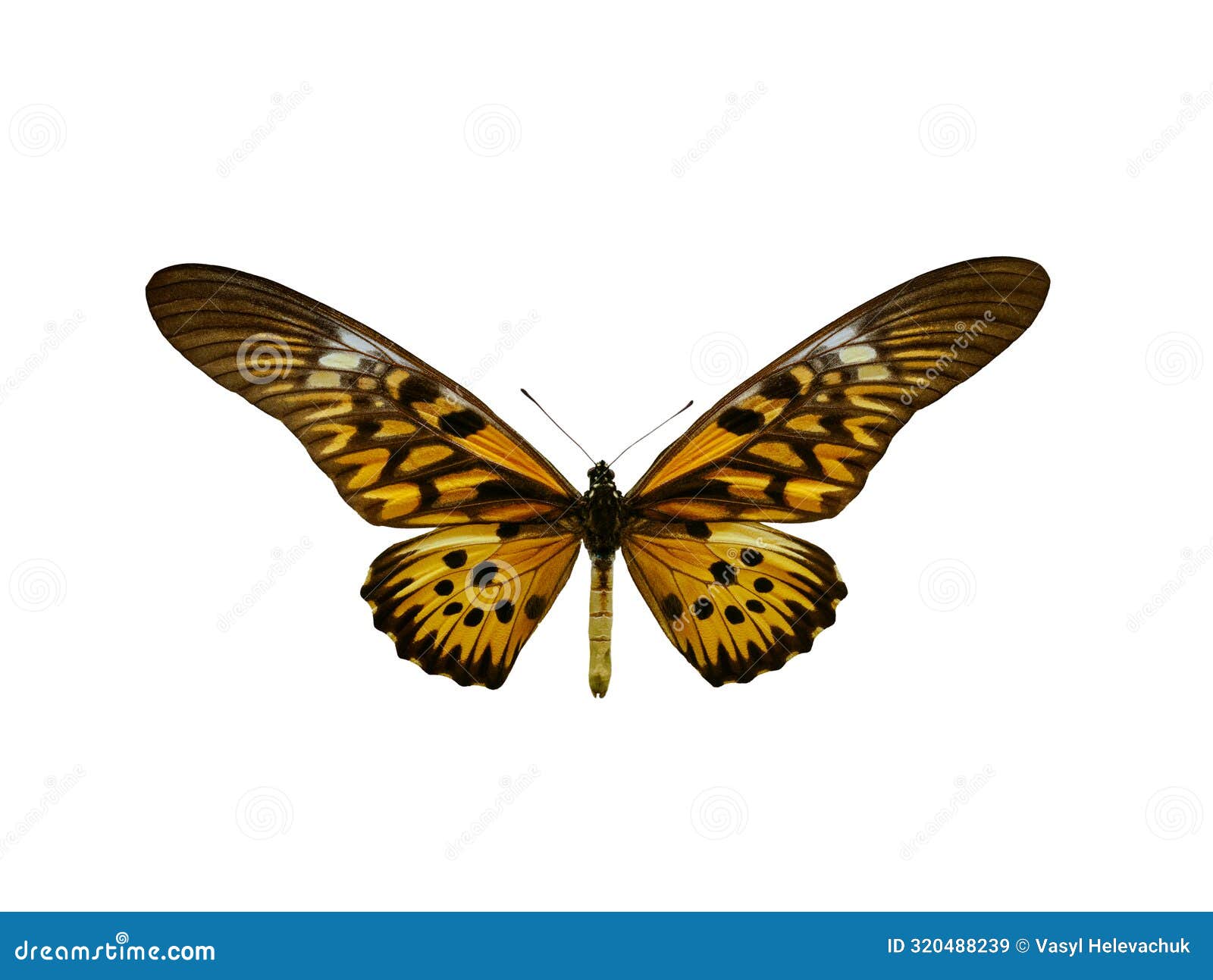 Papilio Antimachus (african Giant Swallowtail) Stock Image - Image of ...