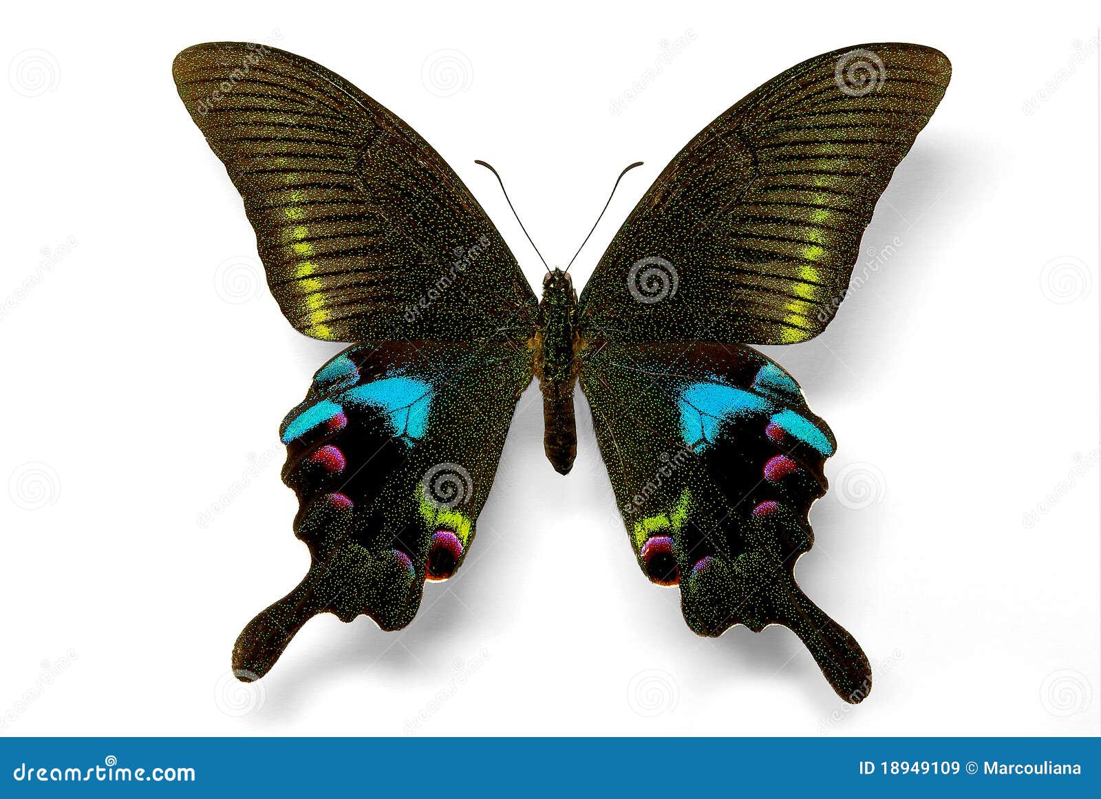 Papilio arcturus stock image. Image of colored, papilio - 18949109