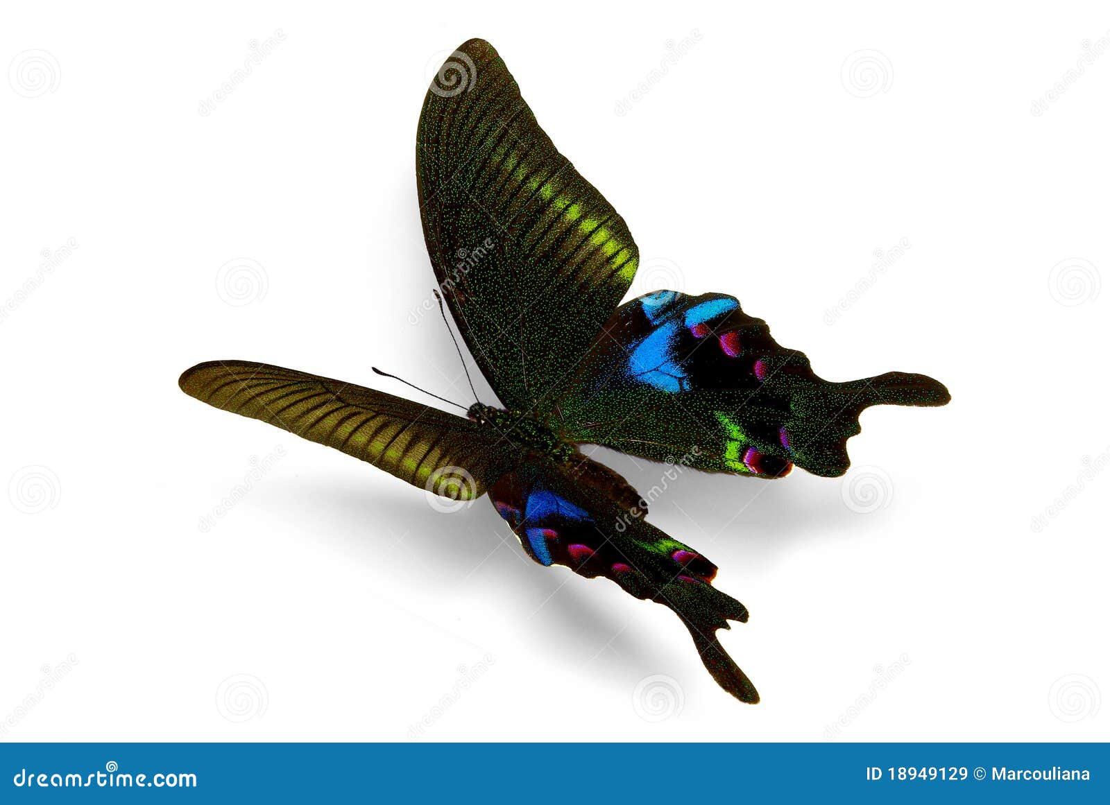 Papilio arcturus stock image. Image of flying, dark, arctutus - 18949129