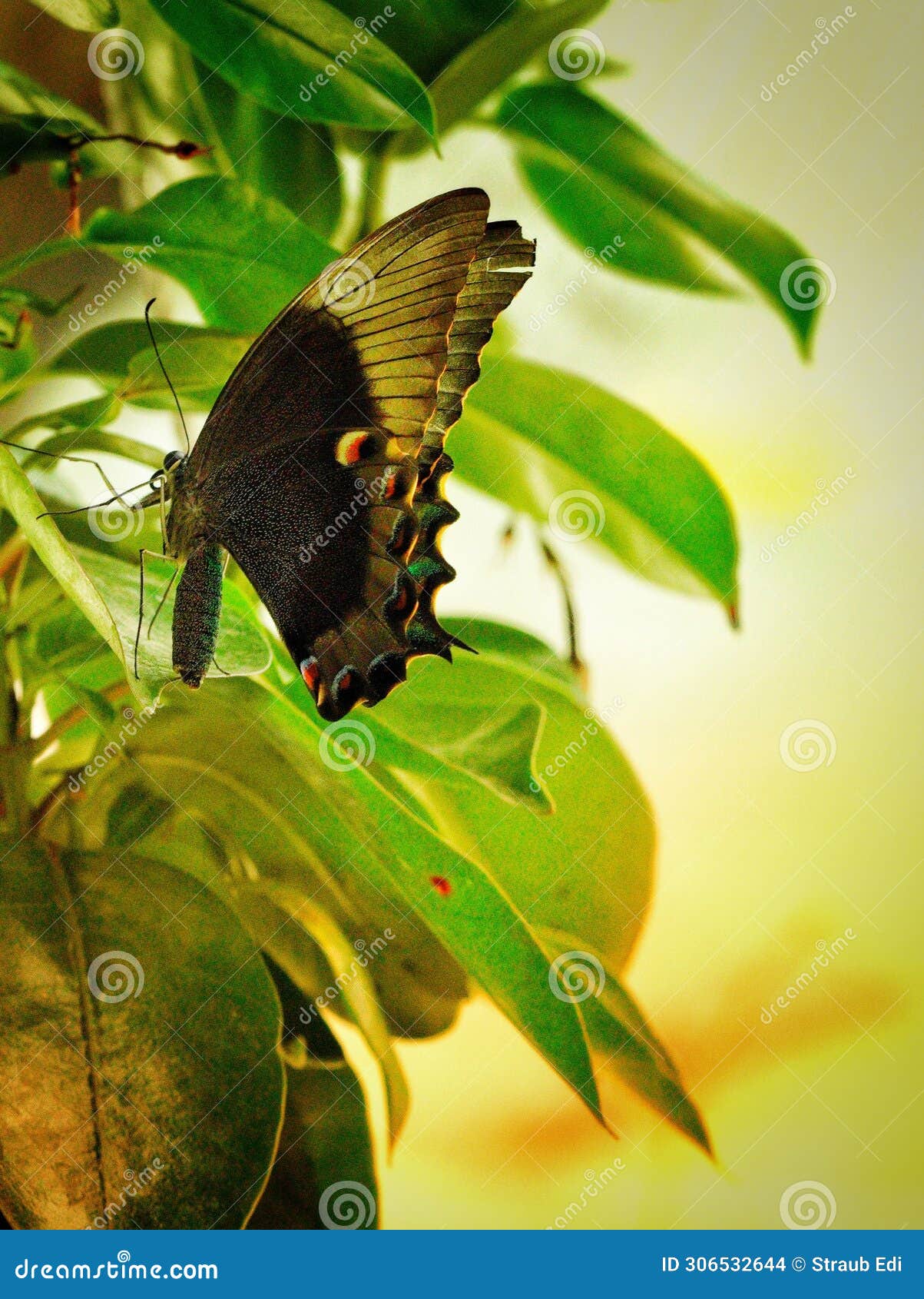 Papilio Buddha or the Malabar Banded Peacock from India in Bucharest ...