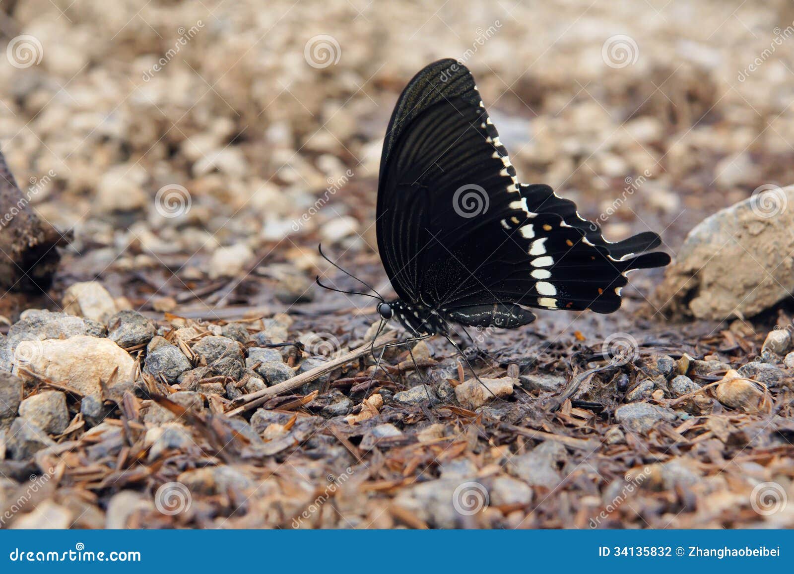 Papilio stock photo. Image of life, swallowtail, polytes - 34135832