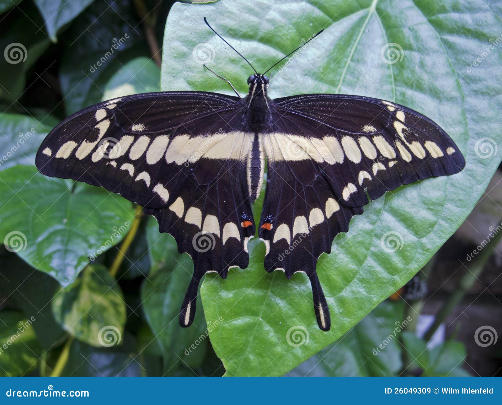 Papilio demoleus stock image. Image of orange, swallowtail - 26049309