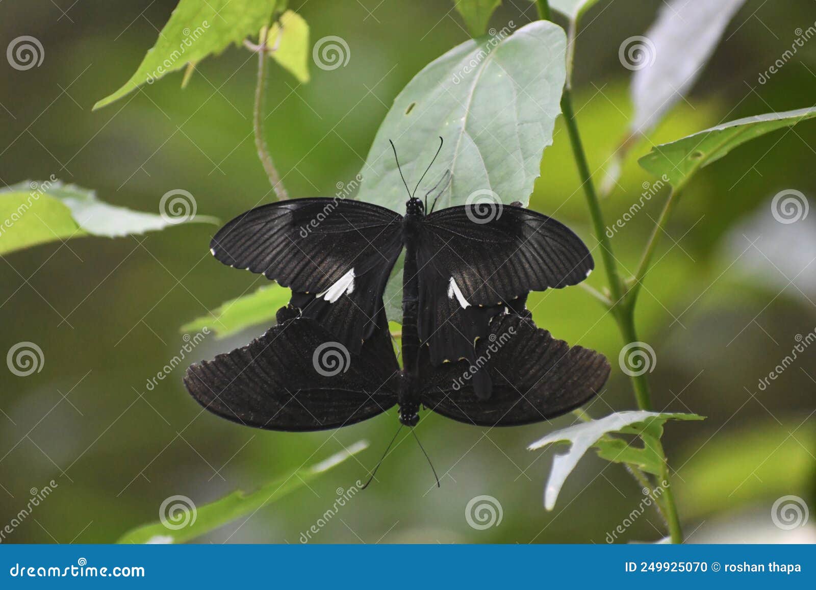 Papilio Helenus - Butterfly Stock Photo - Image of helen, swallowtail ...