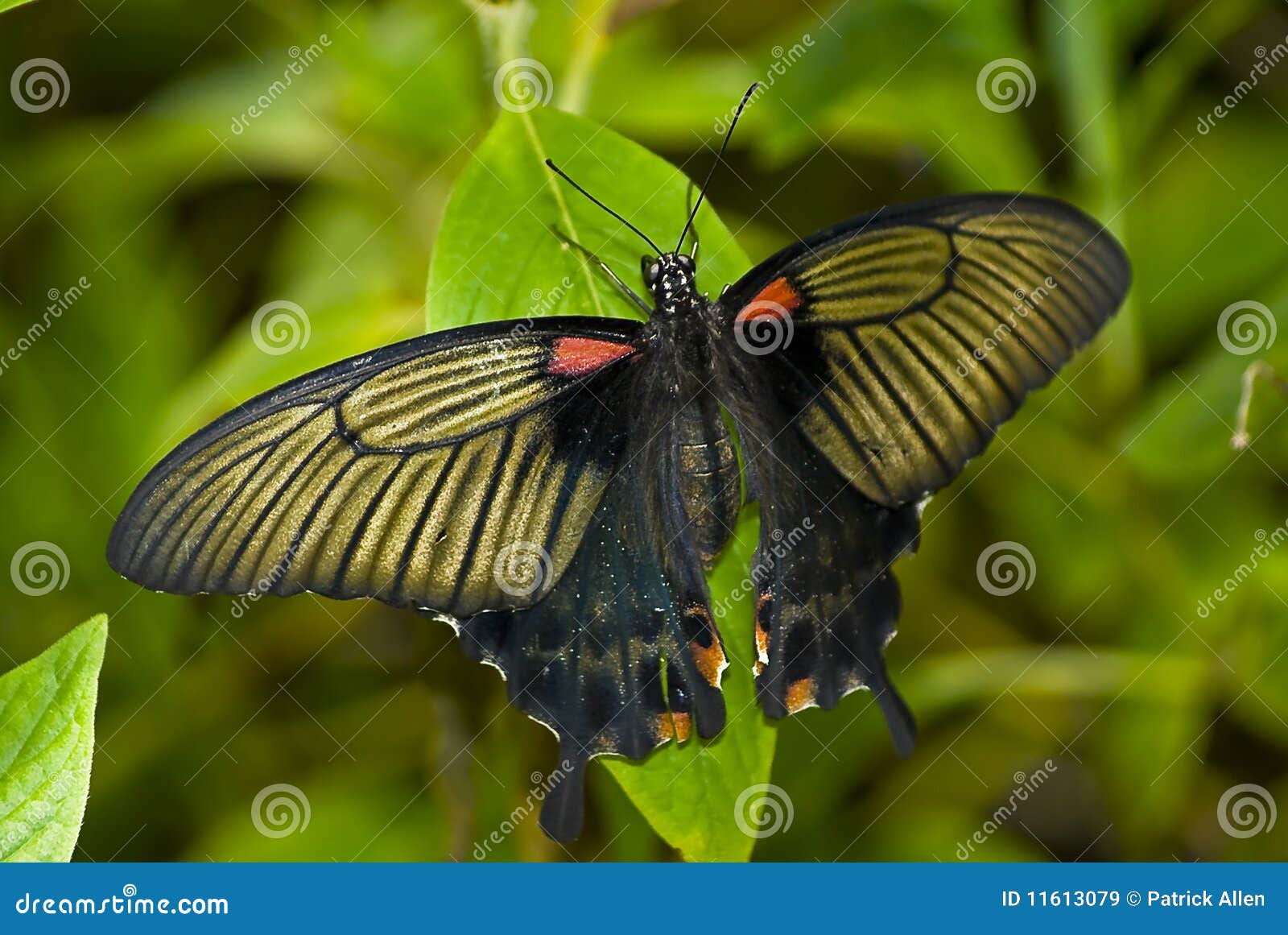 284 Papilio Memnon Great Mormon Swallowtail Stock Photos - Free ...