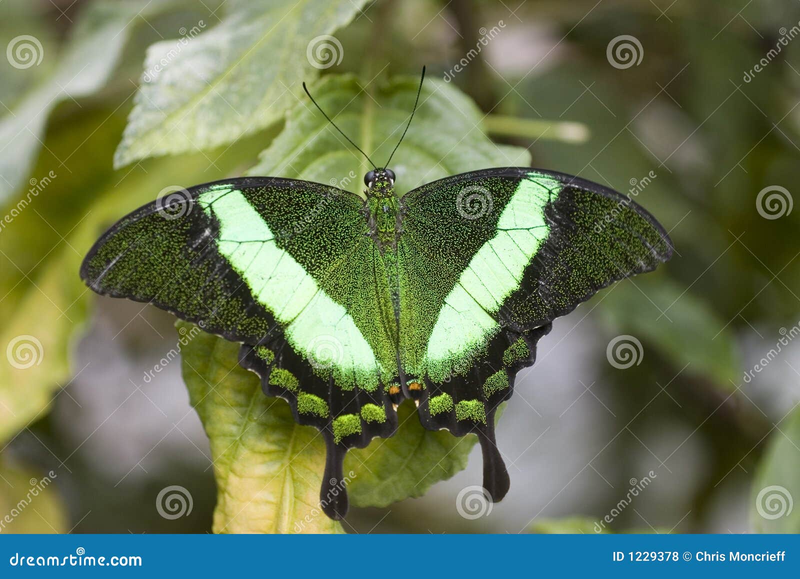 Papilio Palinurus Butterfly. Stock Photo - Image of papilio, moths: 1229378