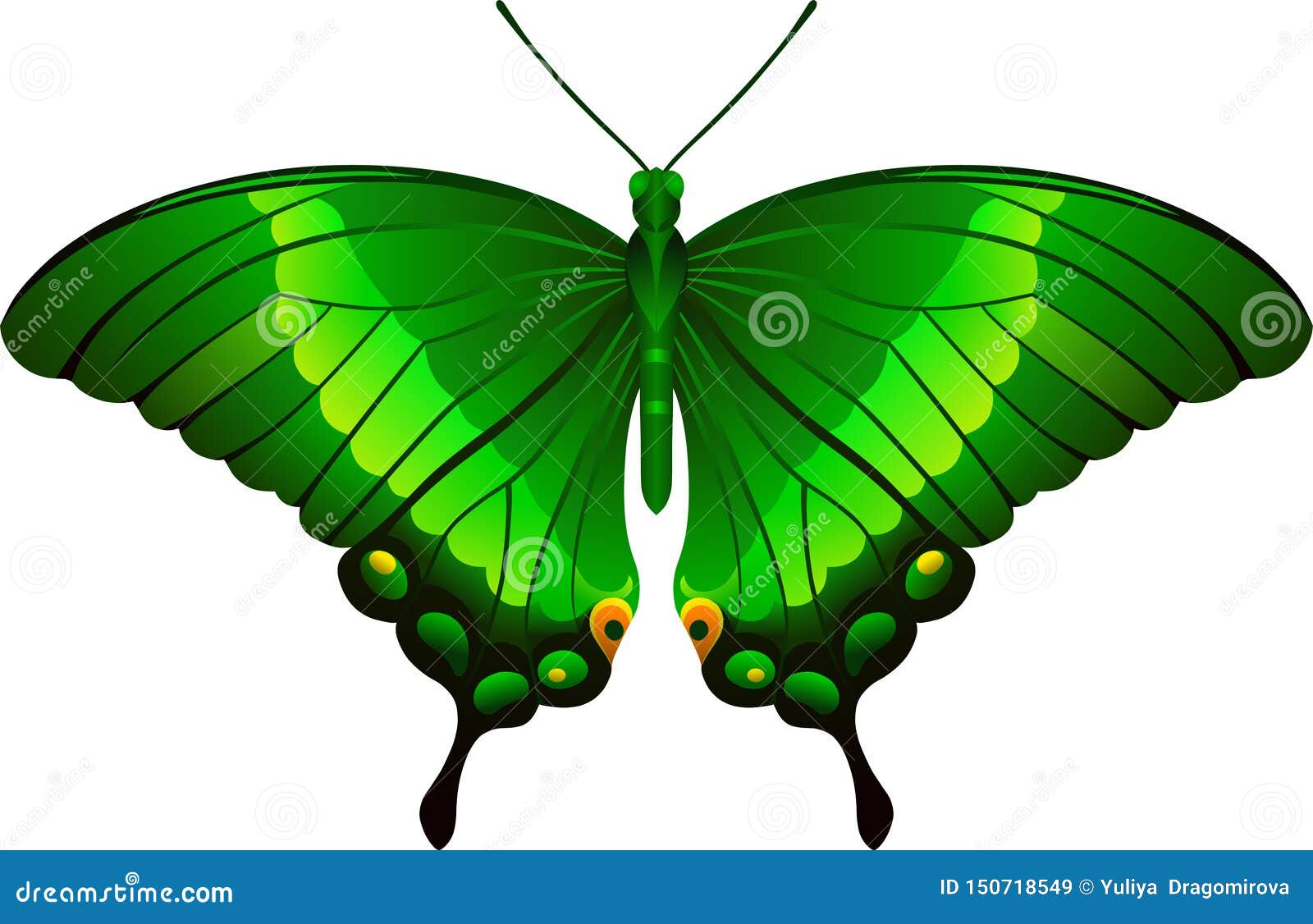 Papilio Palinurus Butterfly Vector Image Stock Vector - Illustration of ...