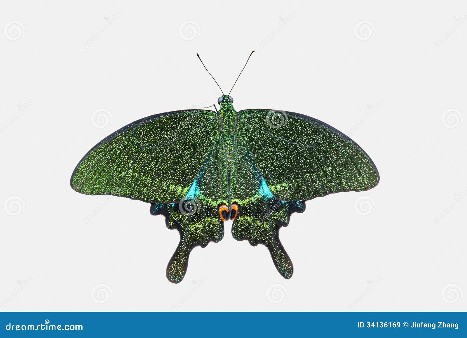 Papilio paris stock image. Image of closeup, animals - 34136169