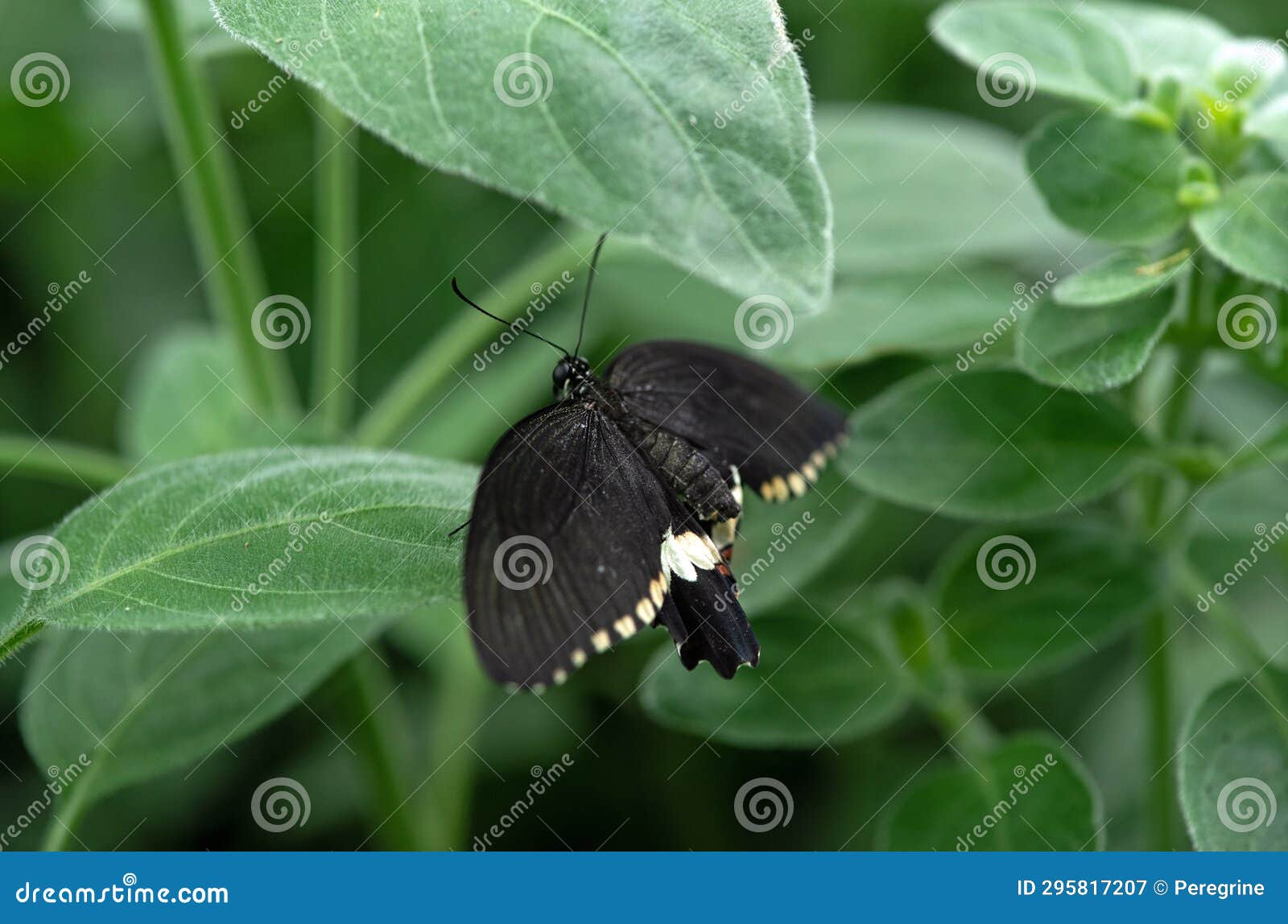 The Papilio Polytes Butterfly Royalty-Free Stock Photography ...
