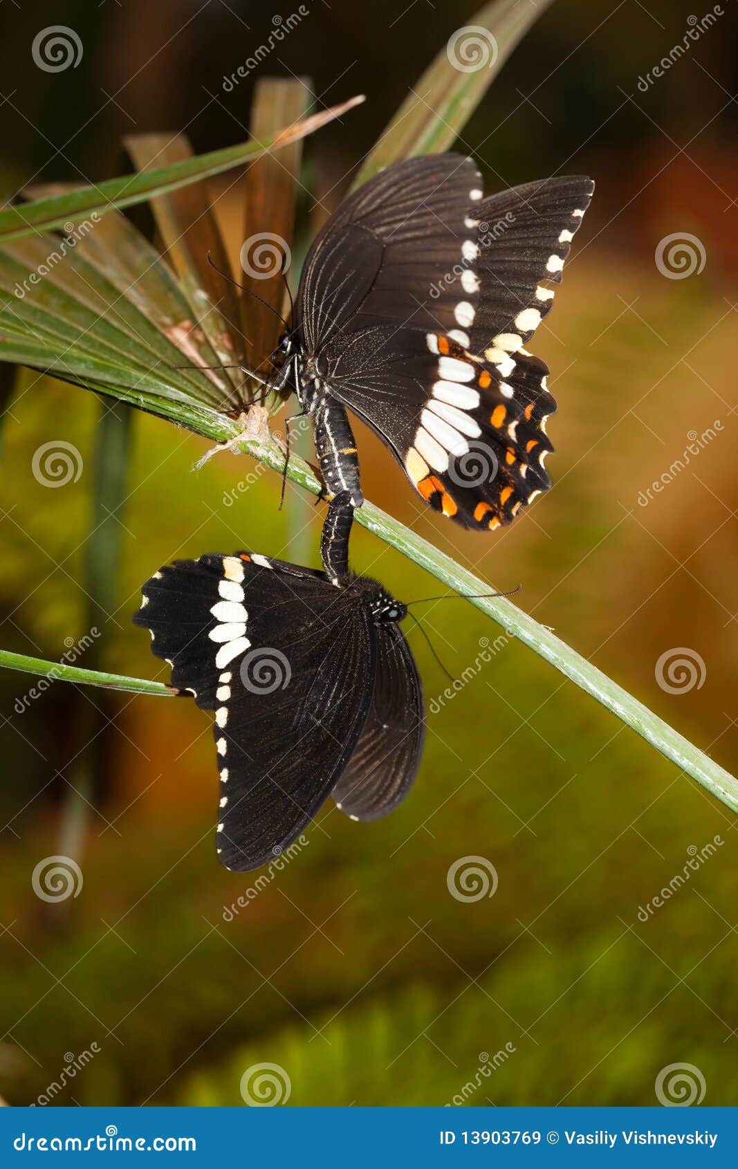 Papilio Polytes, Common Mormon Stock Image - Image of nature, breeding ...