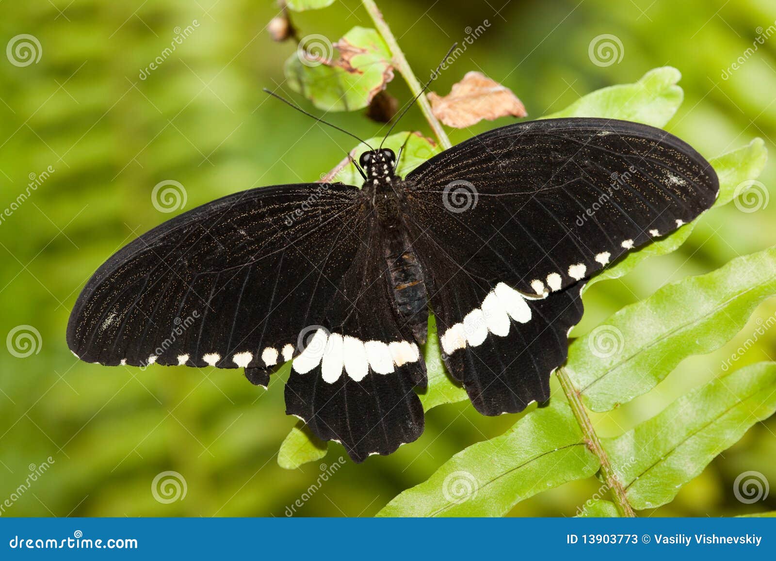 Papilio Polytes, Common Mormon Stock Image - Image of single, butterfly ...