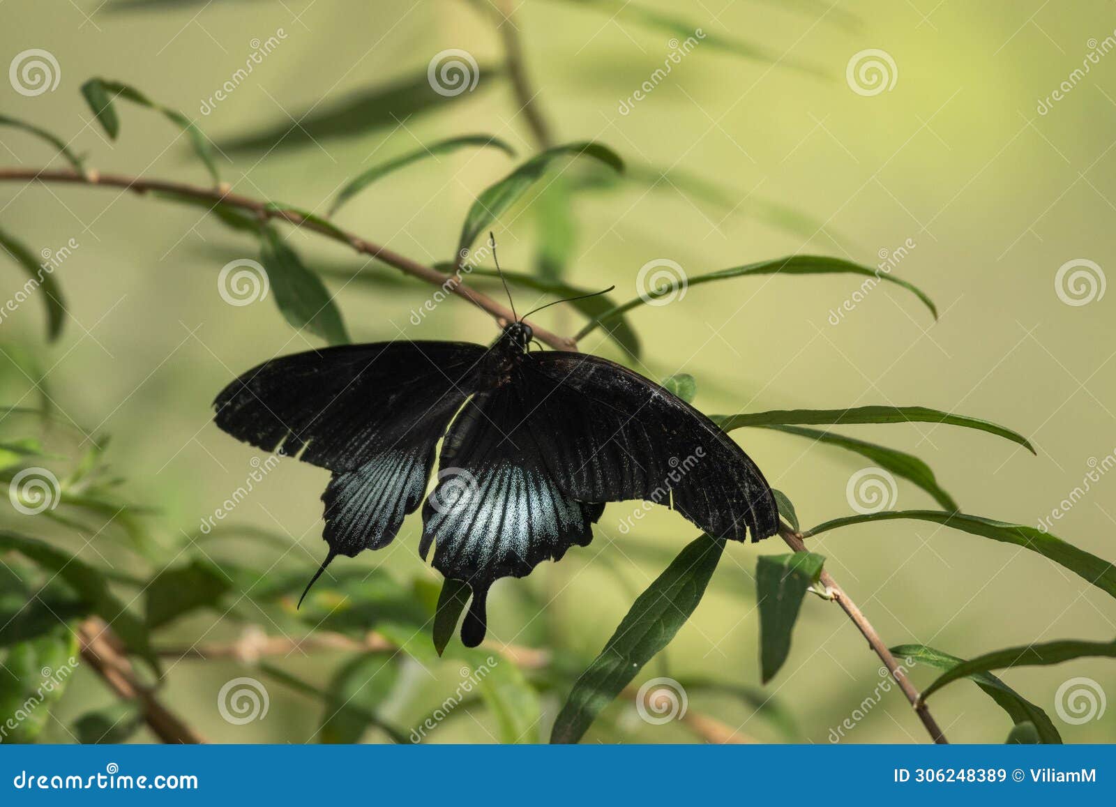 Papilio Polytes, Common Mormon Swallowtail Butterfly Stock Image ...
