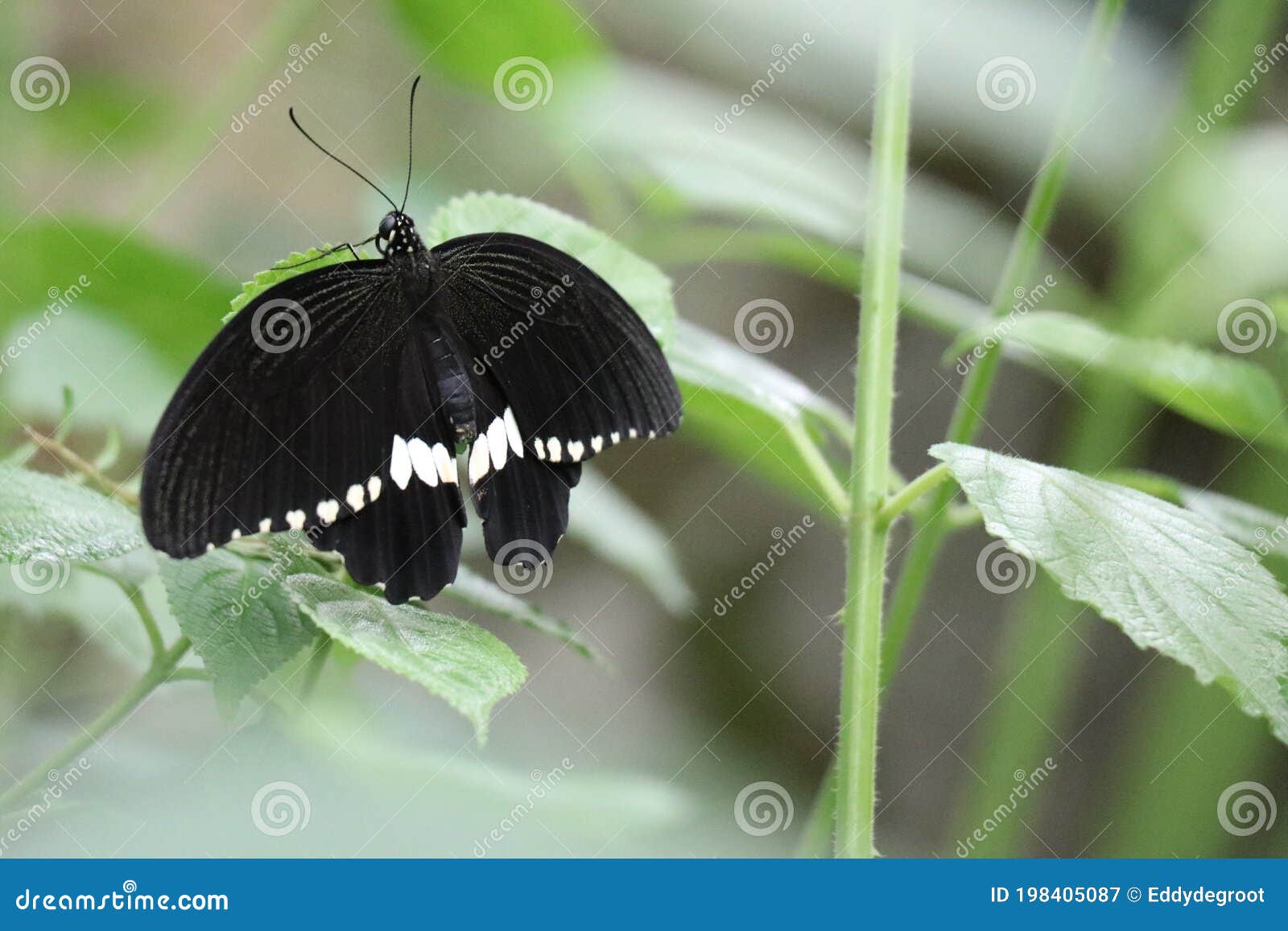 The Papilio Polytes or Common Mormon Swallowtail Stock Image - Image of ...