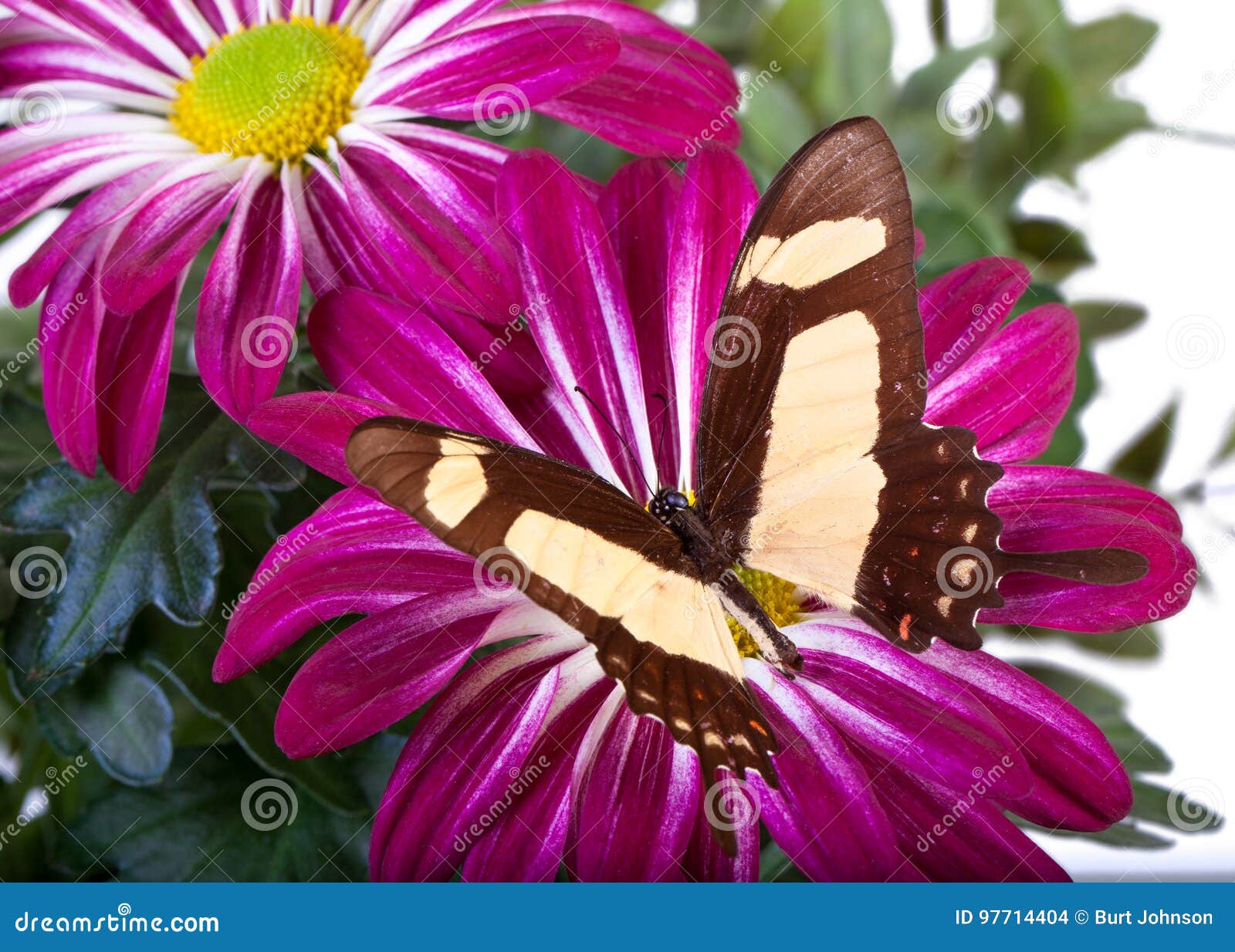 Thoas Cinyras Stock Photos - Free & Royalty-Free Stock Photos from ...