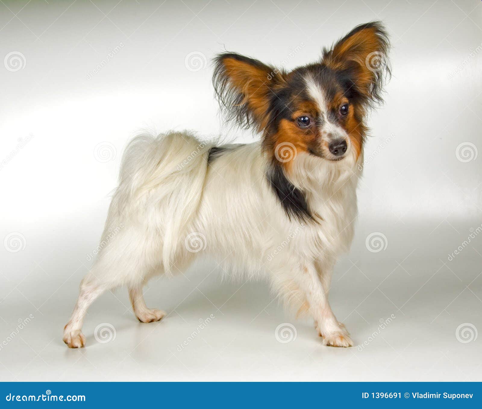 Papilion stock image. Image of fidelity, neutral, hair - 1396691