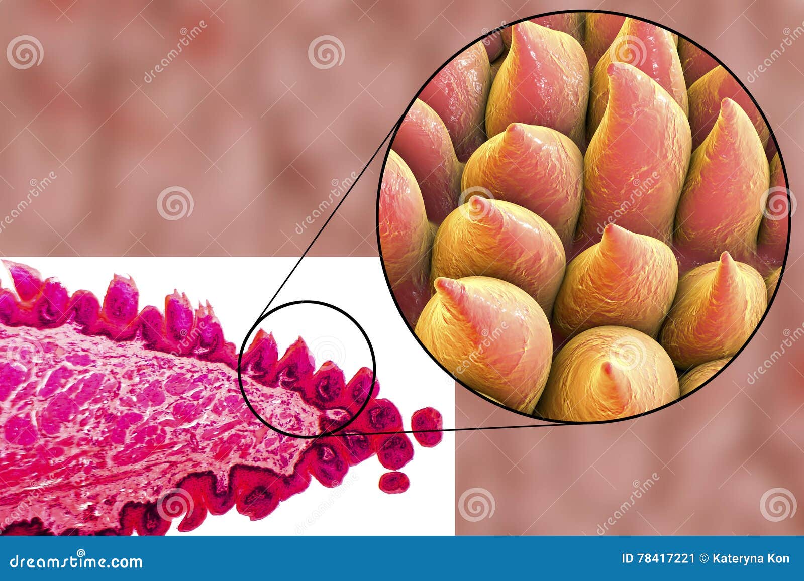 Papilles De Langue, Illustration Illustration Stock - Illustration du ...