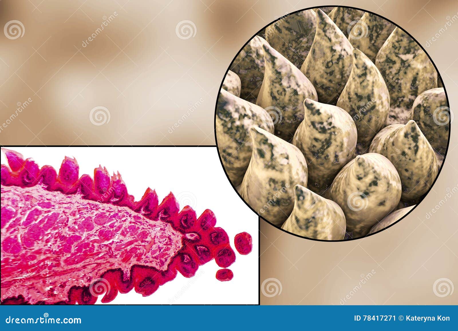 Papilles De Langue, Illustration Illustration Stock - Illustration du ...