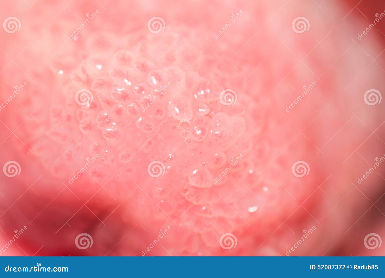 Papilles Gustatives Humaines Saines De Langue Macro Photo stock - Image ...