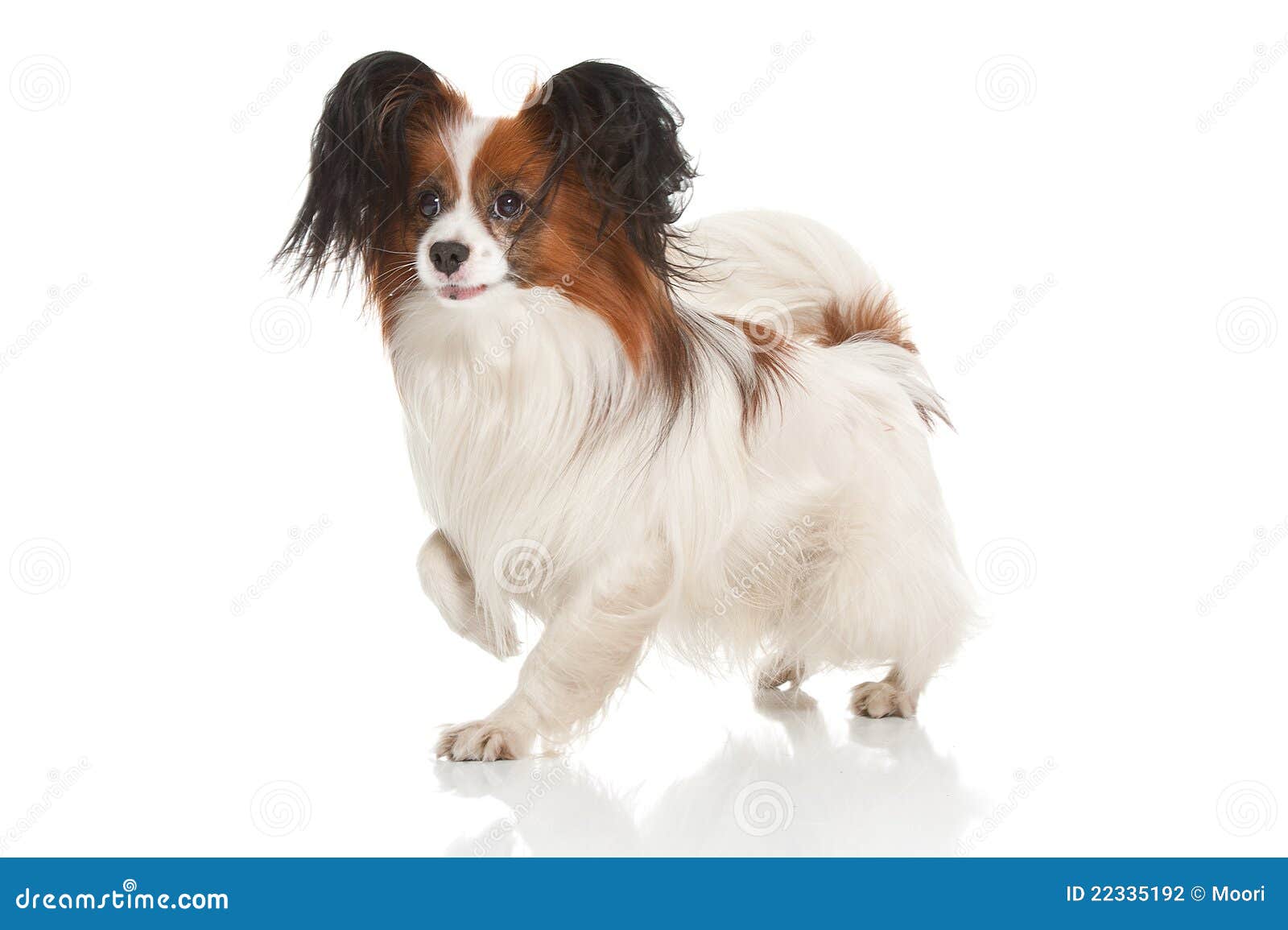 Papillion dog stock photo. Image of canine, cute, obedient - 22335192