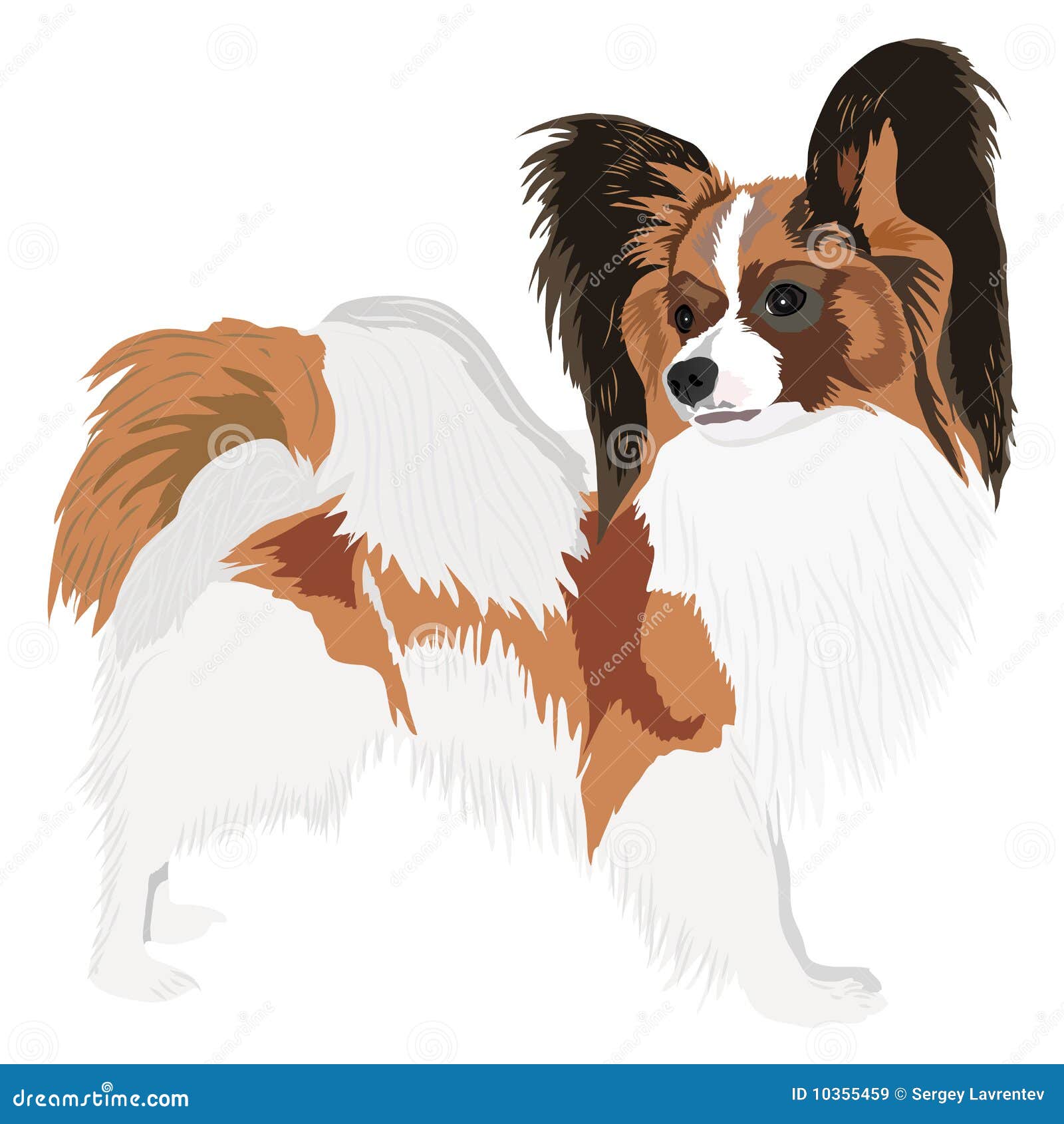 Papillon - Vector Set Isolated Illustration On White Background ...