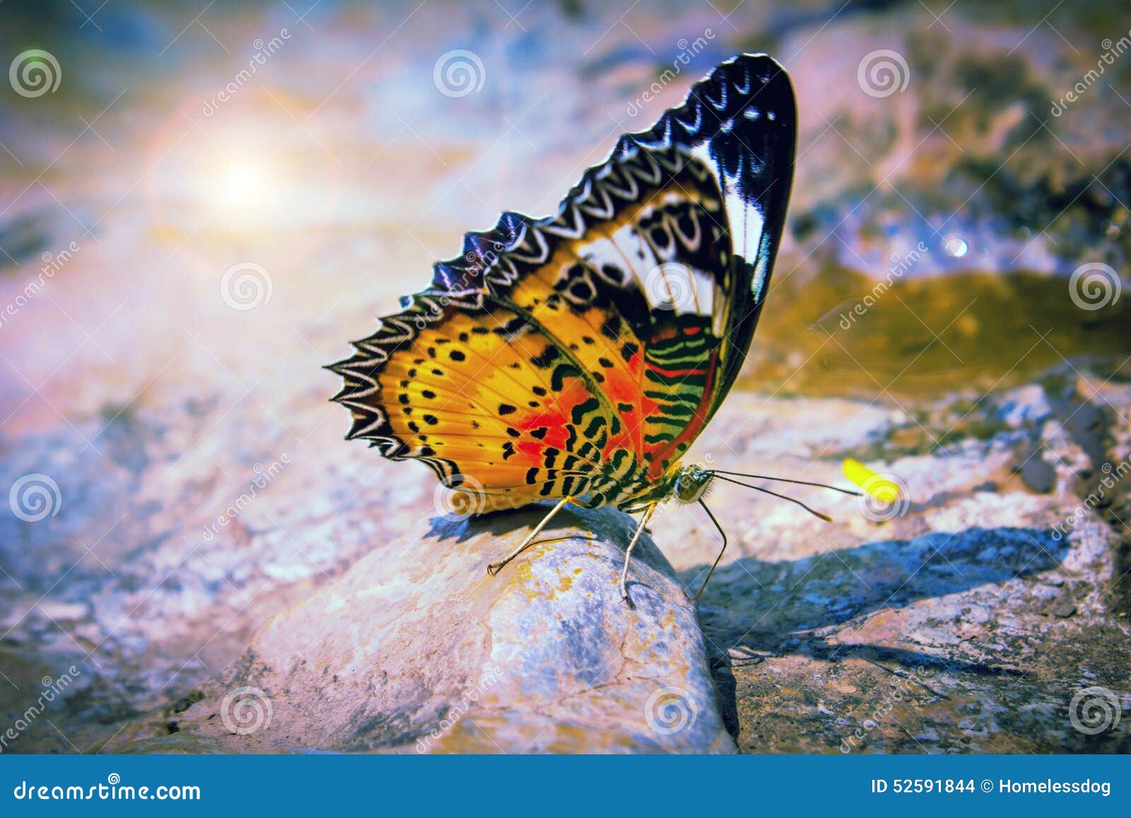 Papillon Photos Stock - Téléchargez 259,082 Photos libres de droits