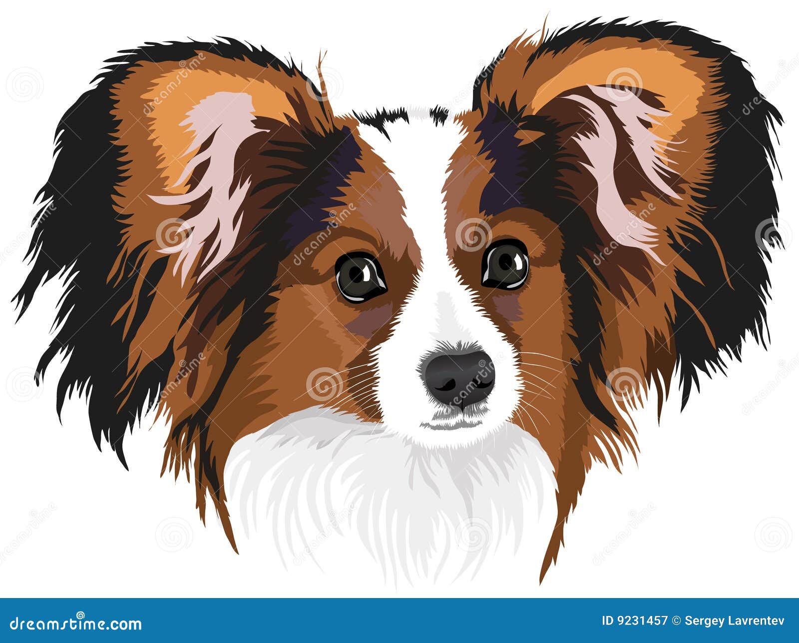 Papillon stock vector. Illustration of isolated, young - 9231457