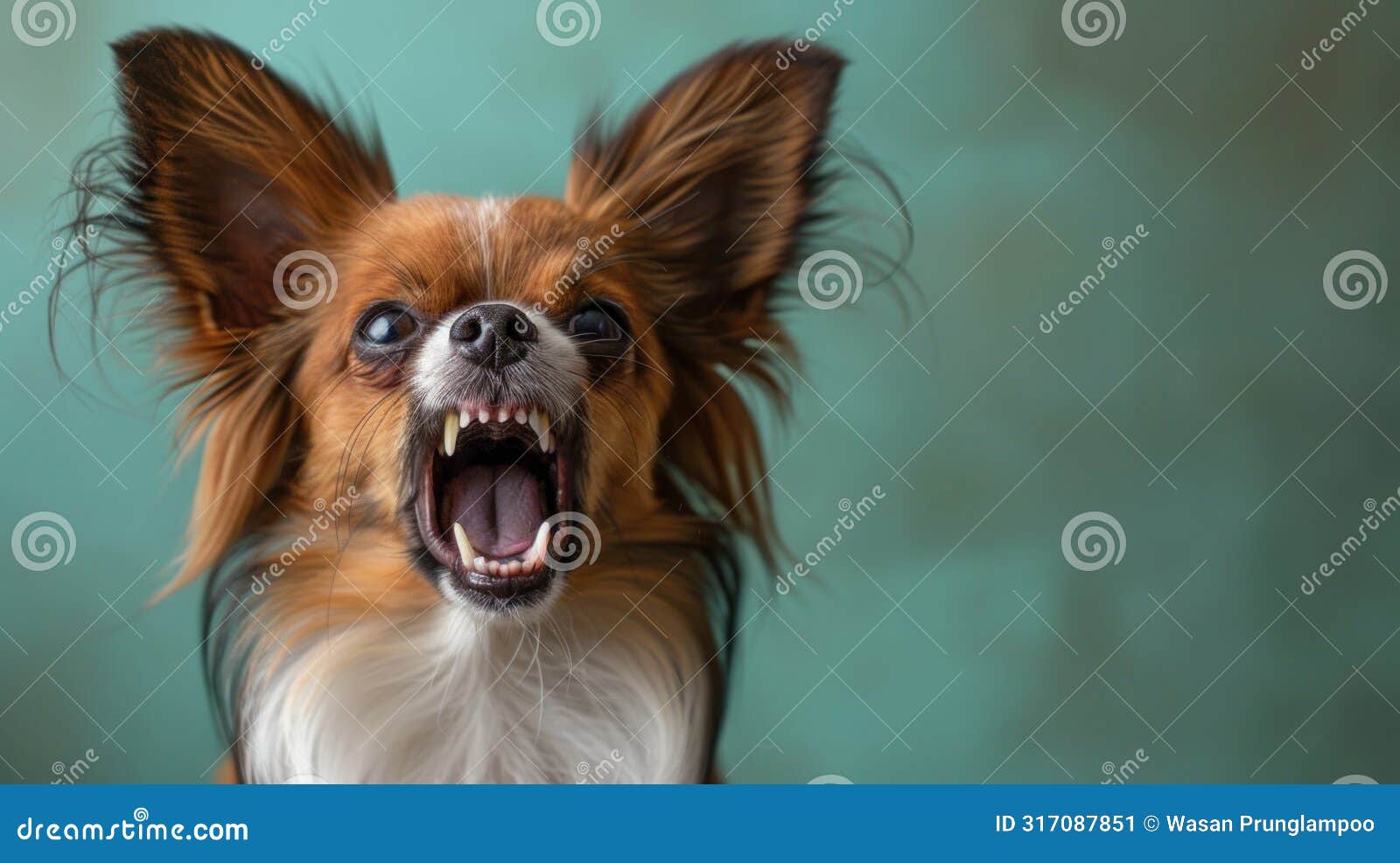 Papillon, Angry Dog Baring Its Teeth, Studio Lighting Pastel Background ...