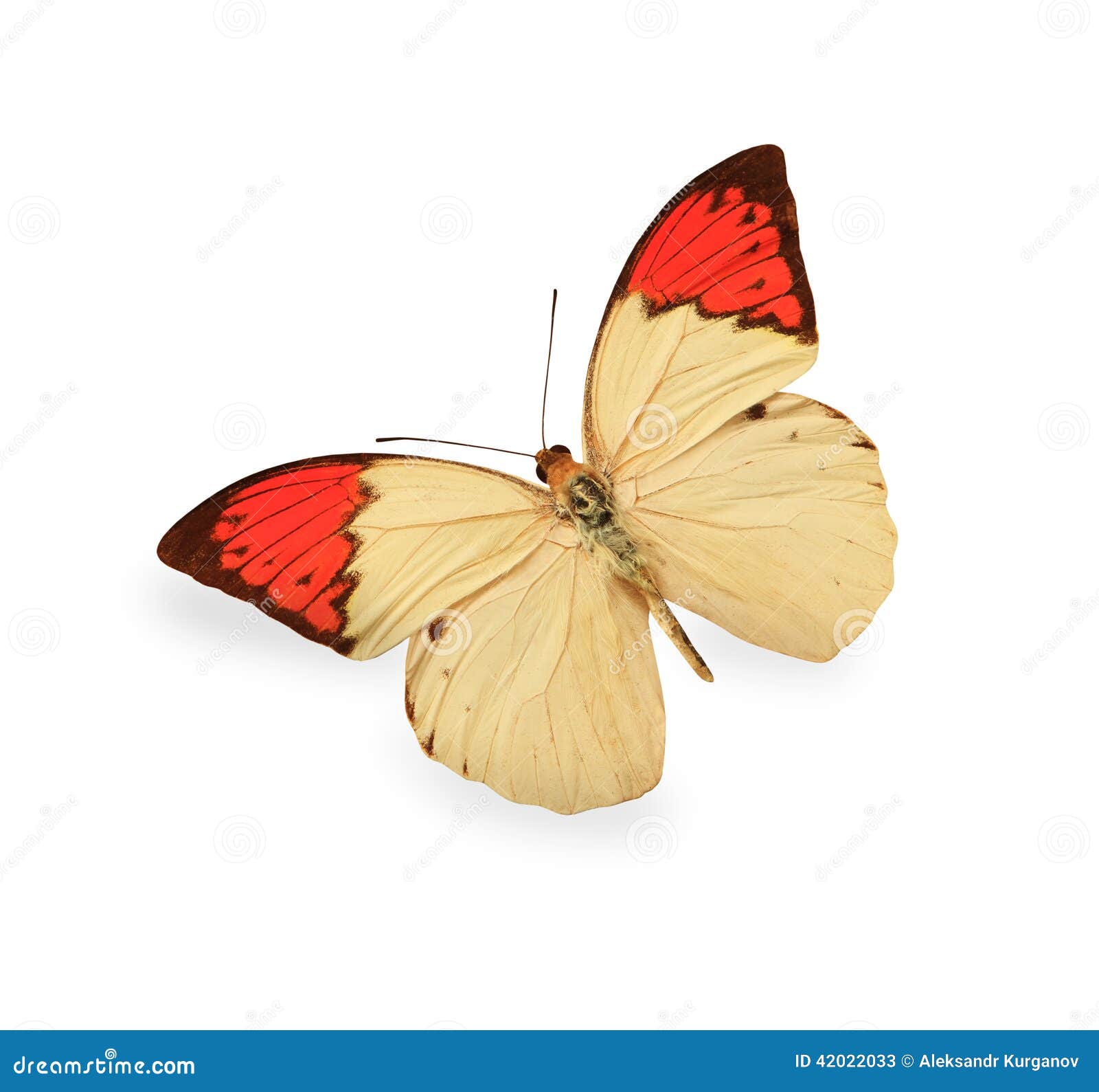 Papillon Beige Et Rouge D'isolement Sur Le Blanc Image stock - Image du ...