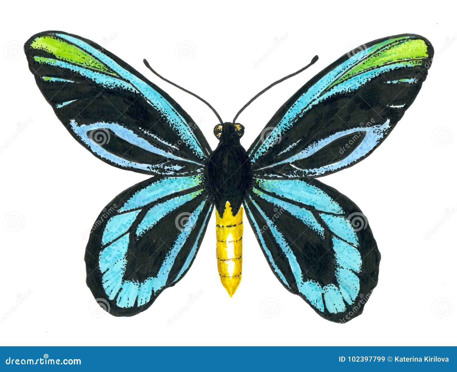 Papillon Birdwing Du ` S De La Reine Alexandra Image stock - Image du ...