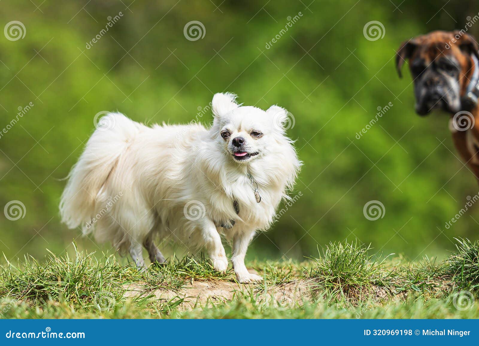 The Papillon (butterfly-eared Stock Photo - Image of animal, breed ...