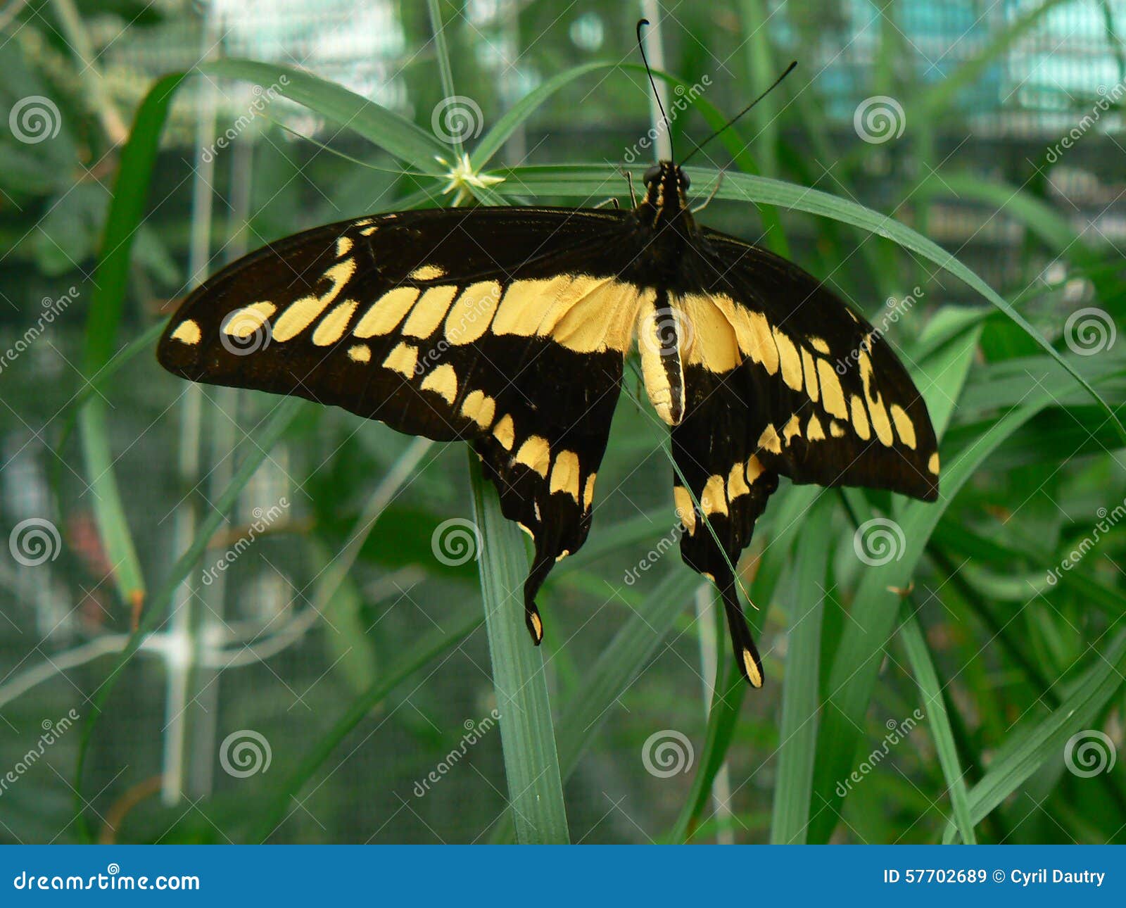 Papillon - Butterfly stock image. Image of colors, animal - 57702689