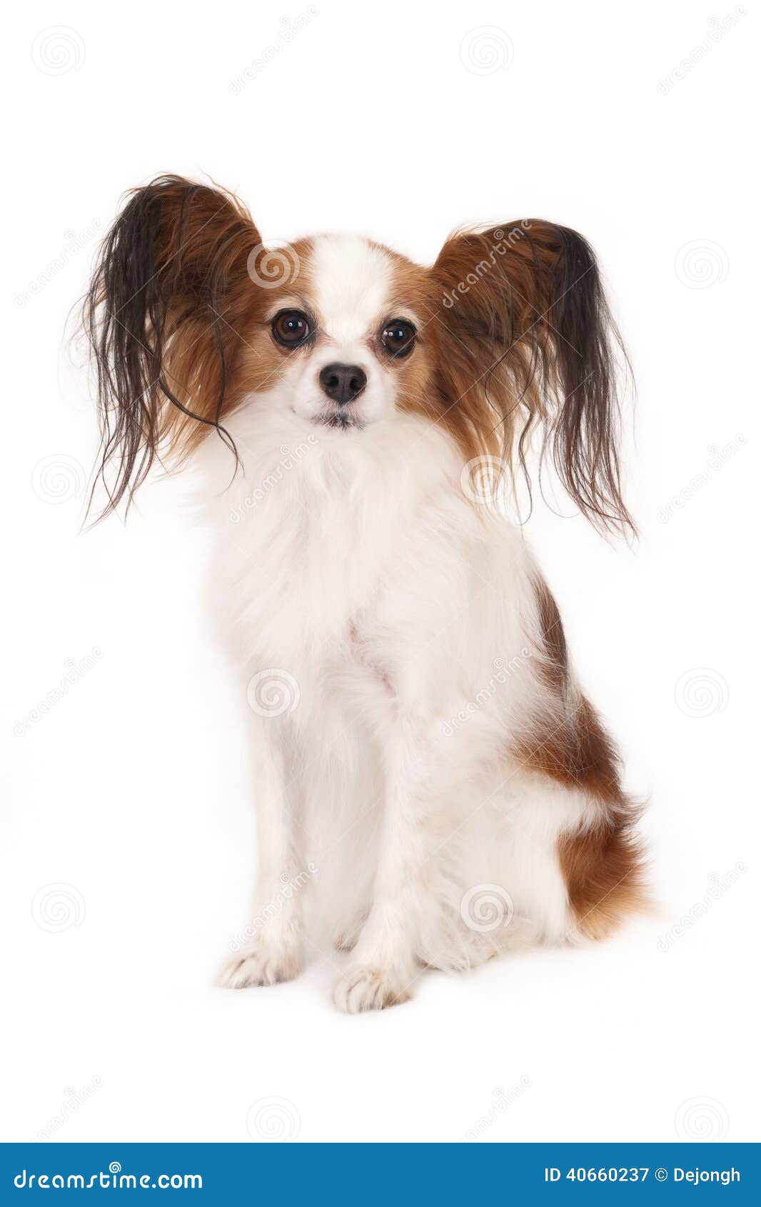 Papillon (cane Della Farfalla), Isolato Su Bianco Immagine Stock ...